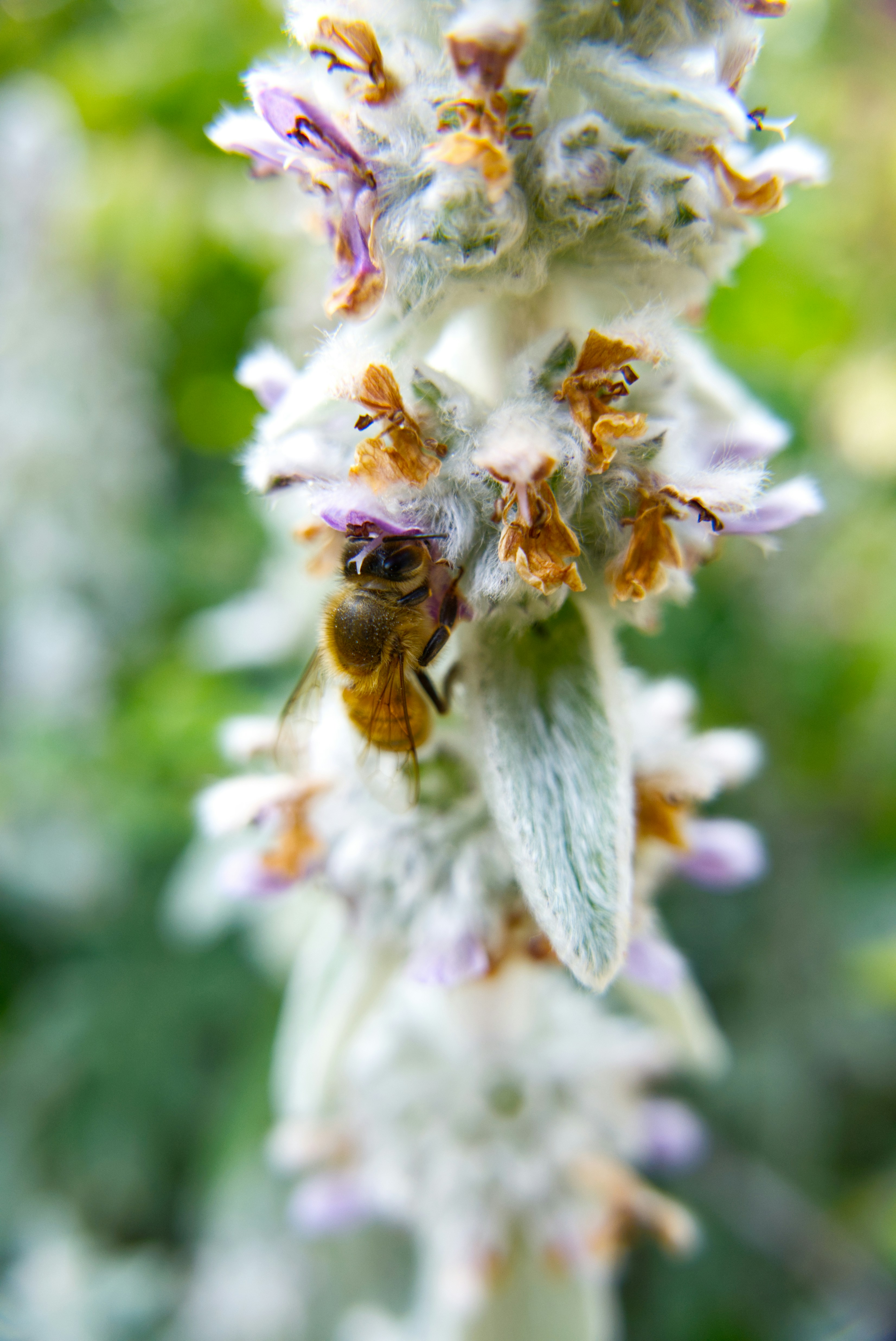 Sample photo from Leica D-Lux 7