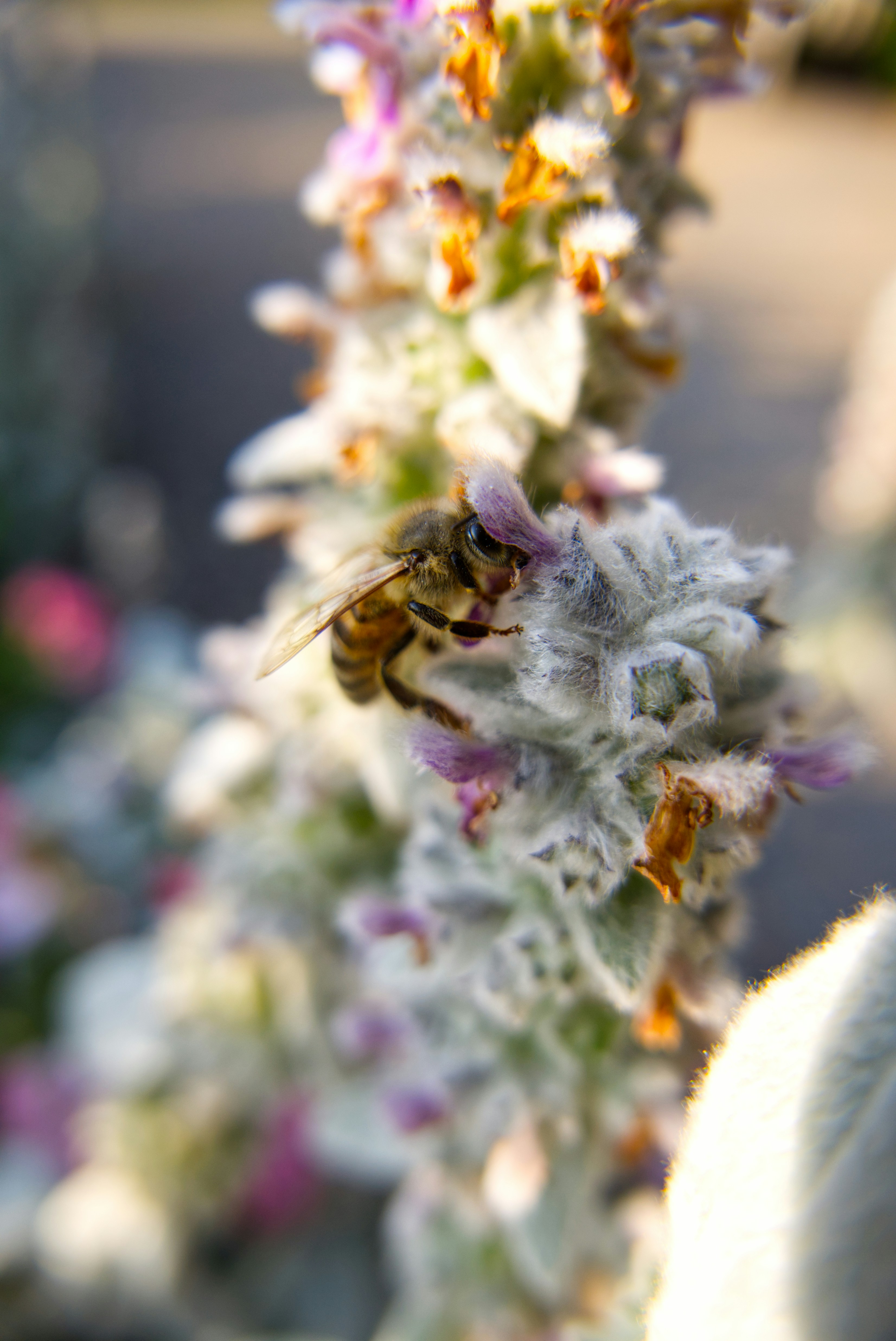 Velvet Bloom Buzz: A Bee Navigates Woolly Lavender Spikes