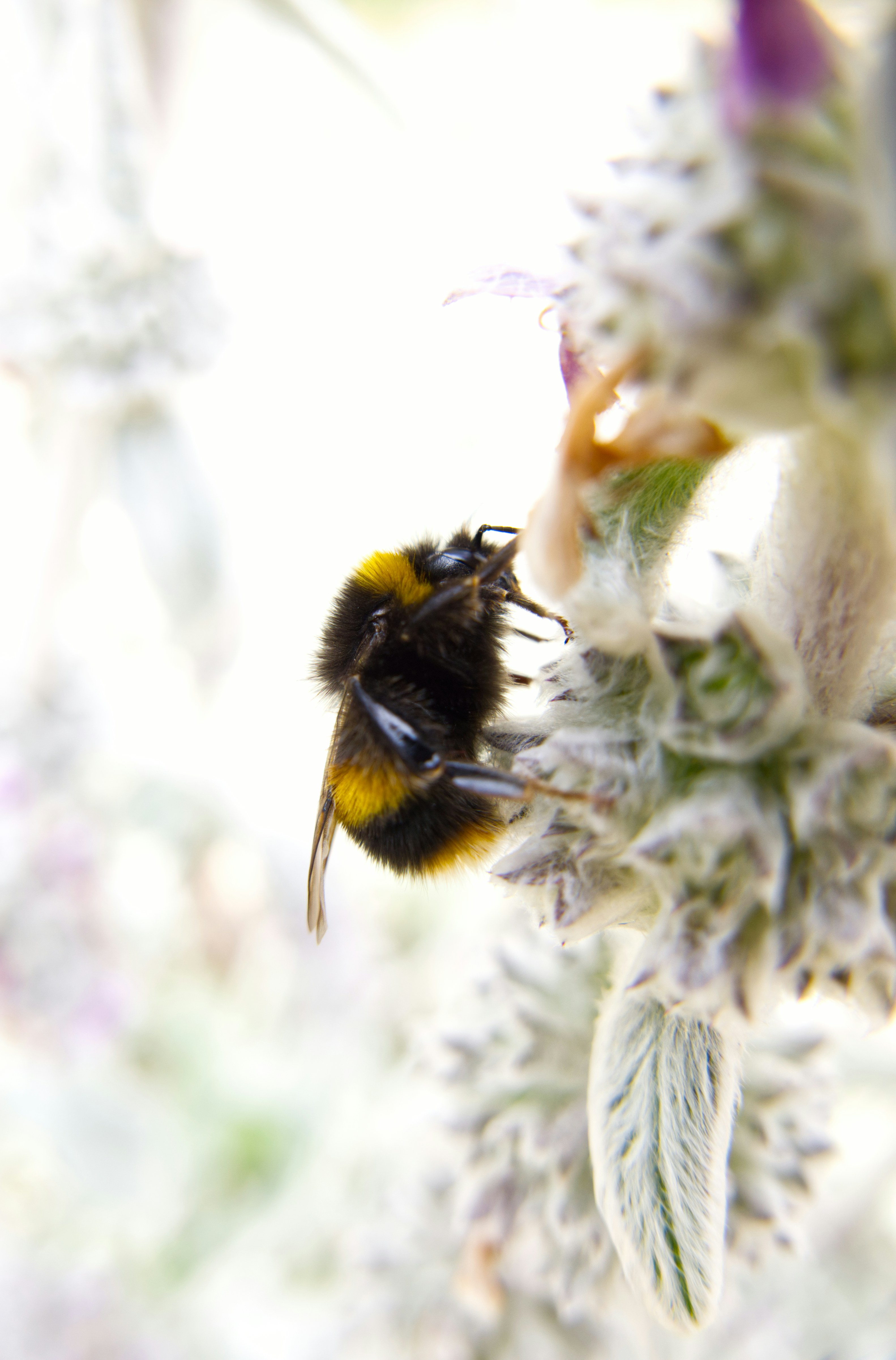 A bumblebee diligently collecting nectar from a flowering plant, showcasing the intricate details of its fur and the delicate petals around it.