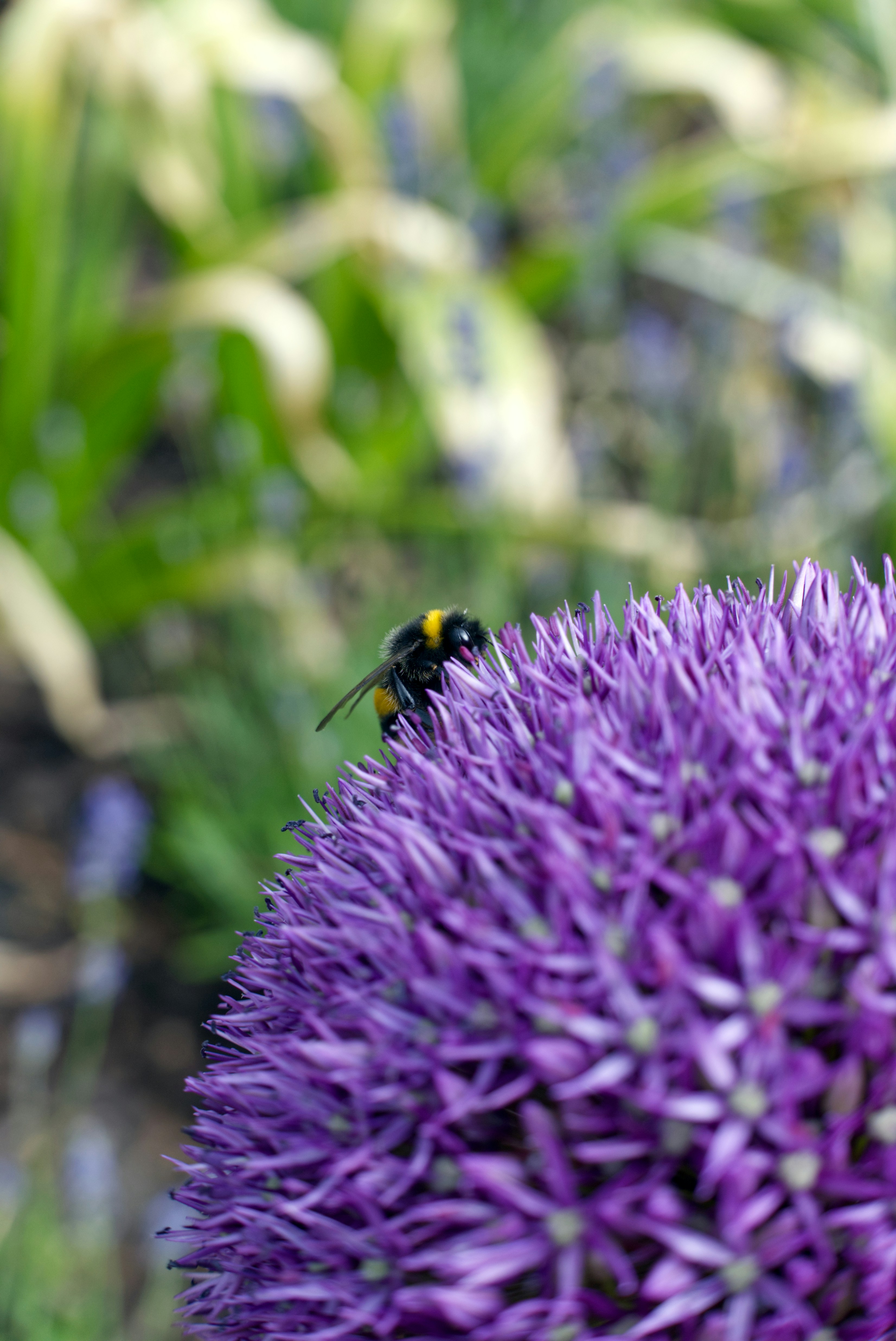 Bumblebee on a Violet Globe Allium: Quiet Focus in a Blooming Garden
