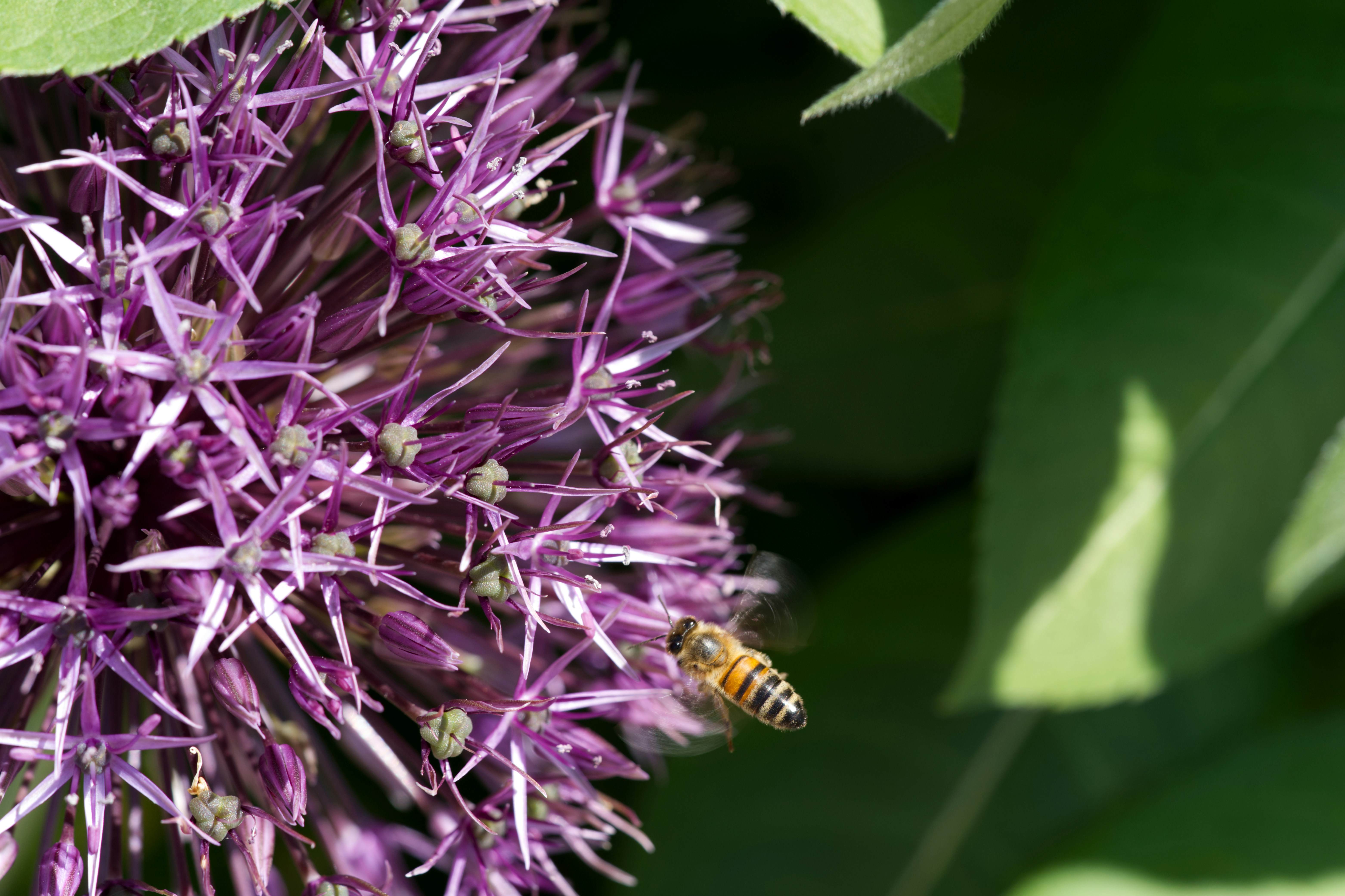 A bee flies towards a purple allium flower.