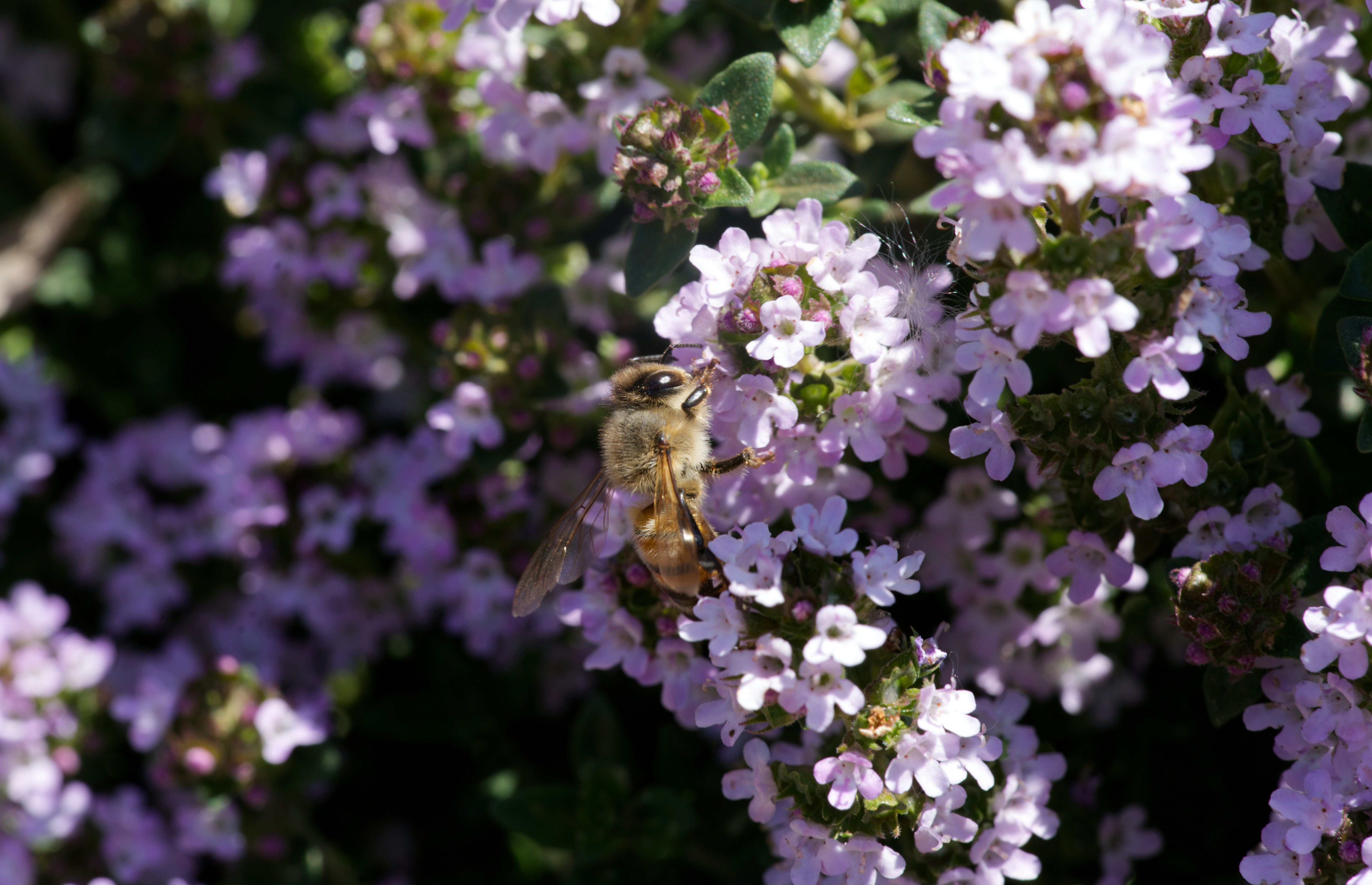 Bee Amid Lavender: A Close-Up Chronicle of Pollination