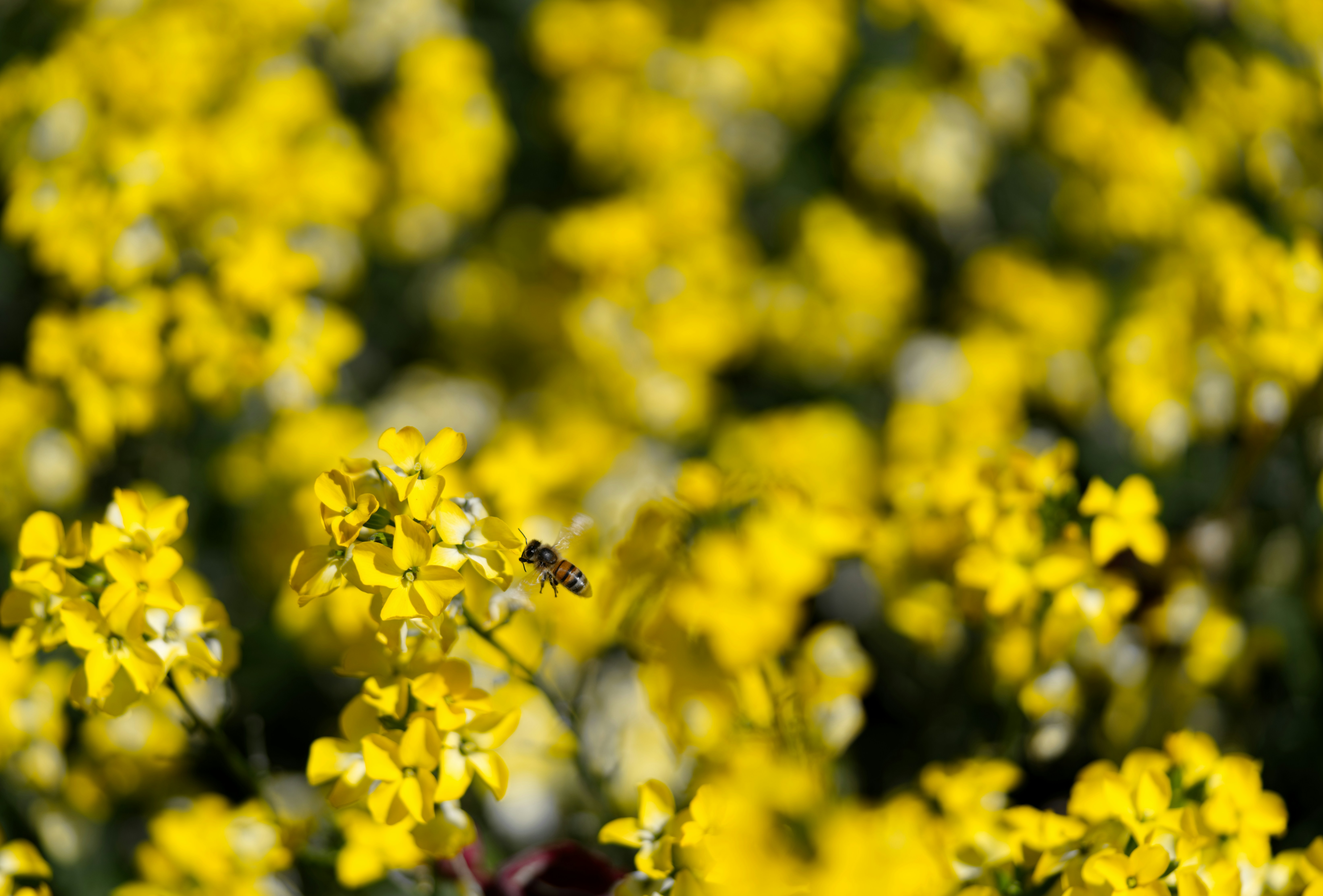 Nature's Busy Artisan: A Bee Among Blossoms
