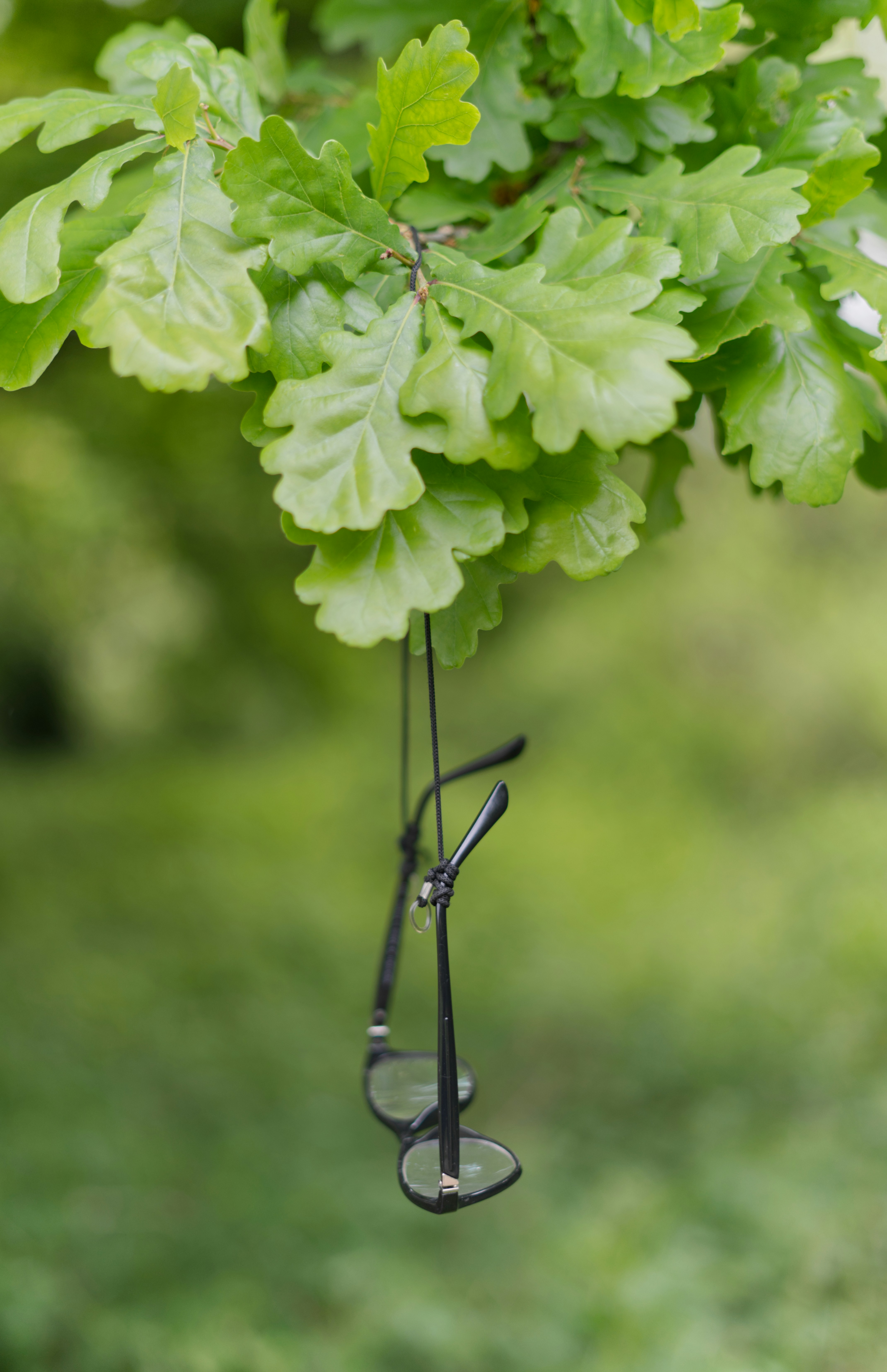 Glasses Dangling from a Humming Oak