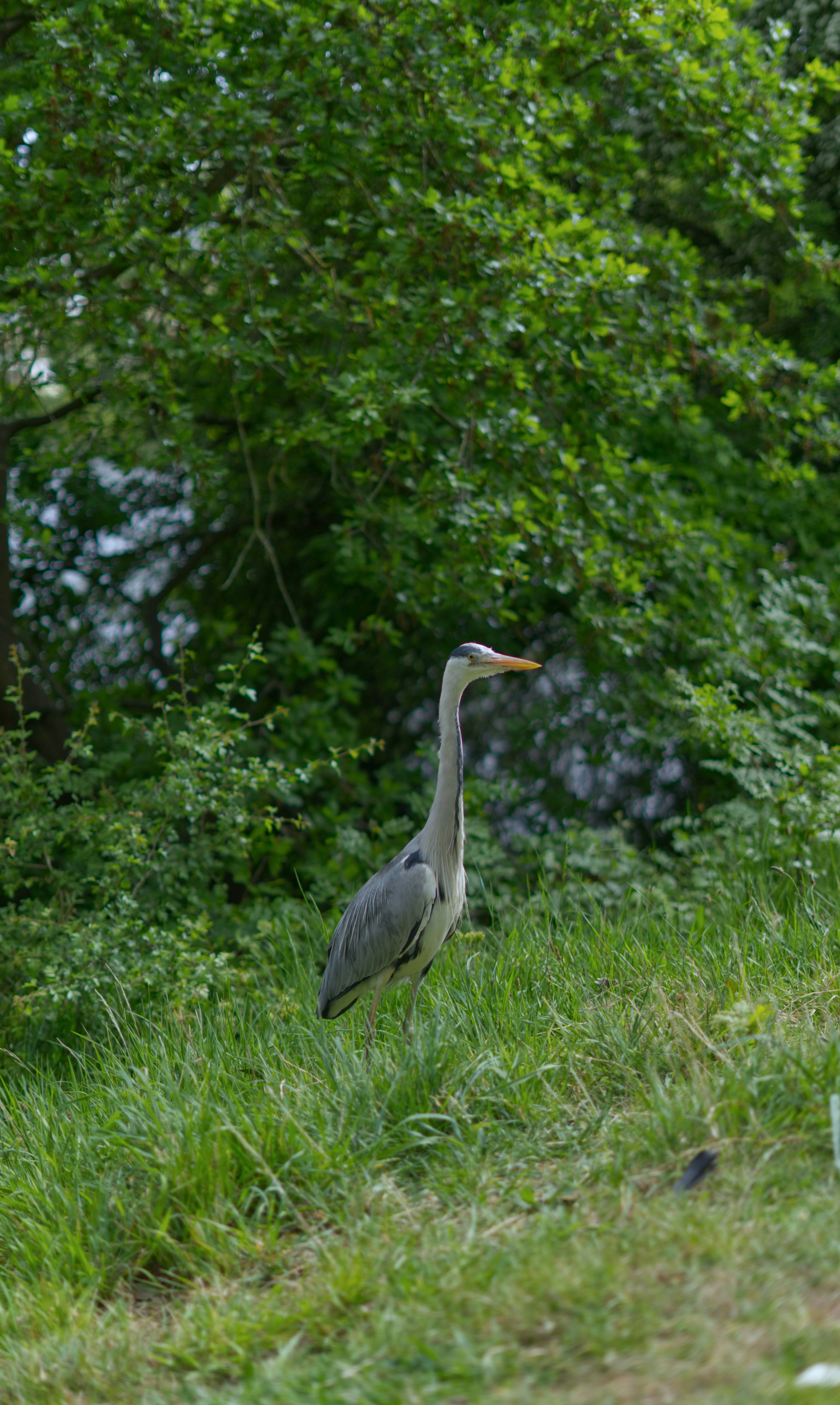 A grey heron stands in tall green grass.
