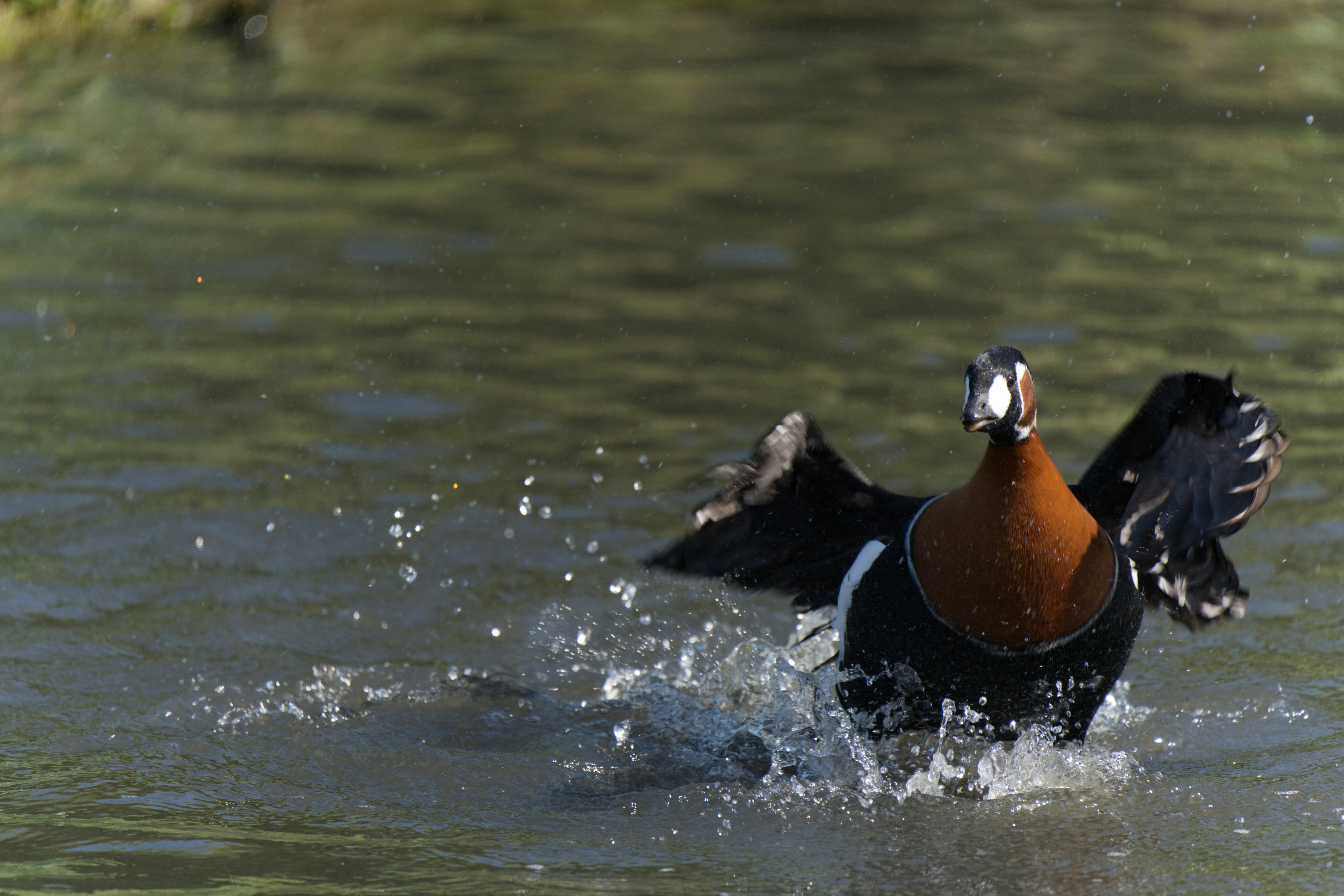A Splash of Elegance: The Bold Rush of a Duck