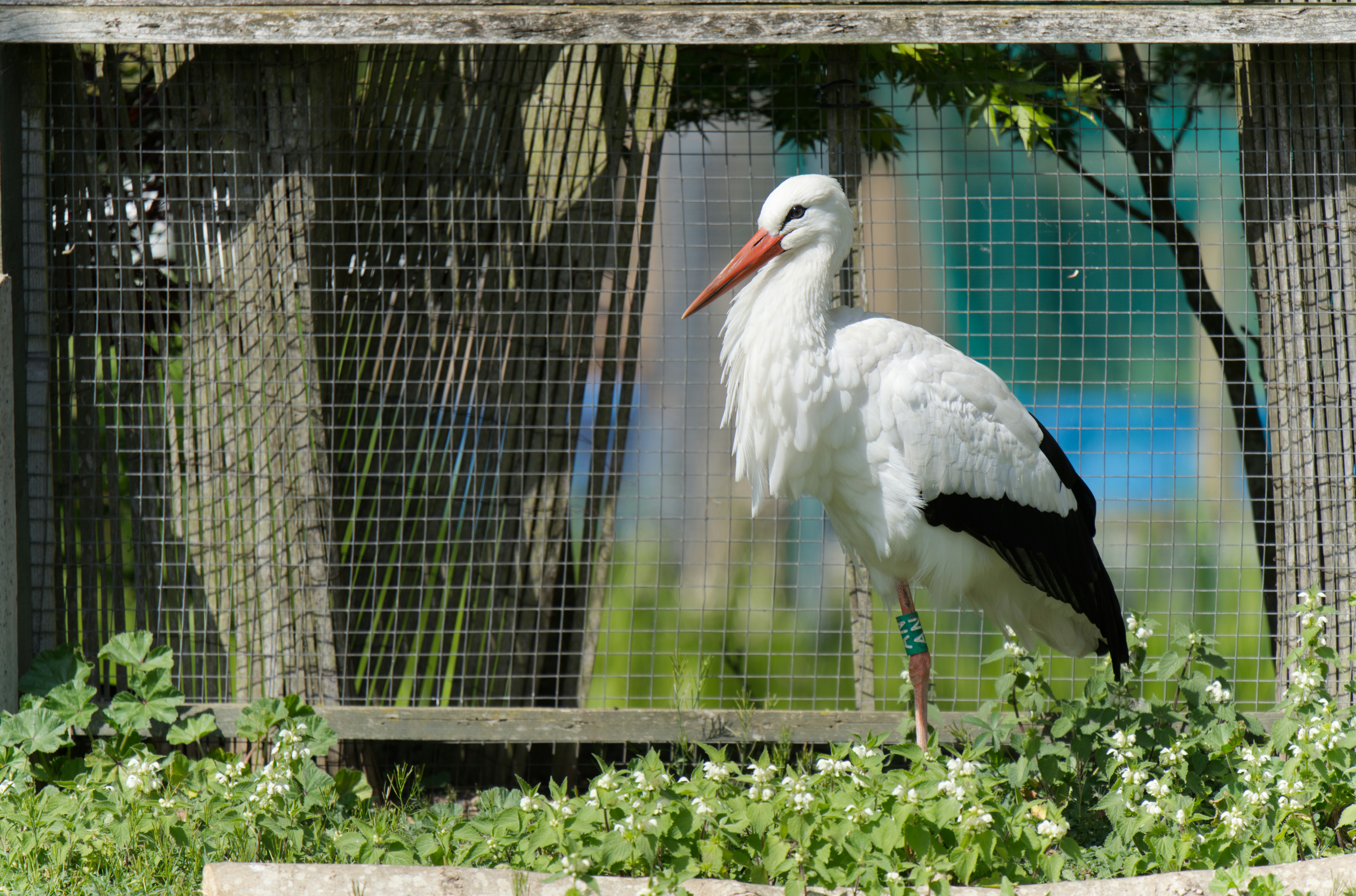 A white stork stands in a grassy enclosure.