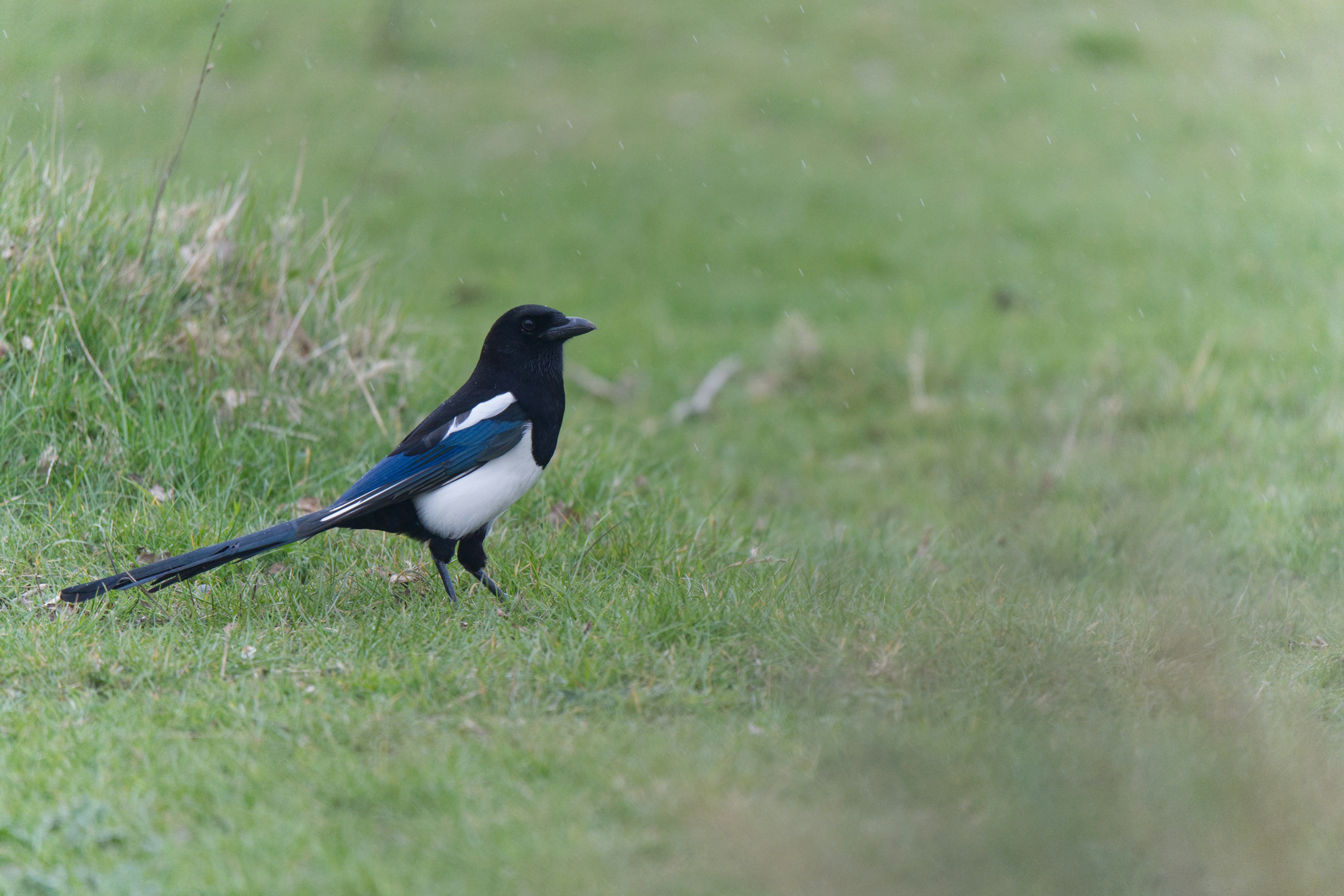 Elegance in Motion: The Magpie's Stroll