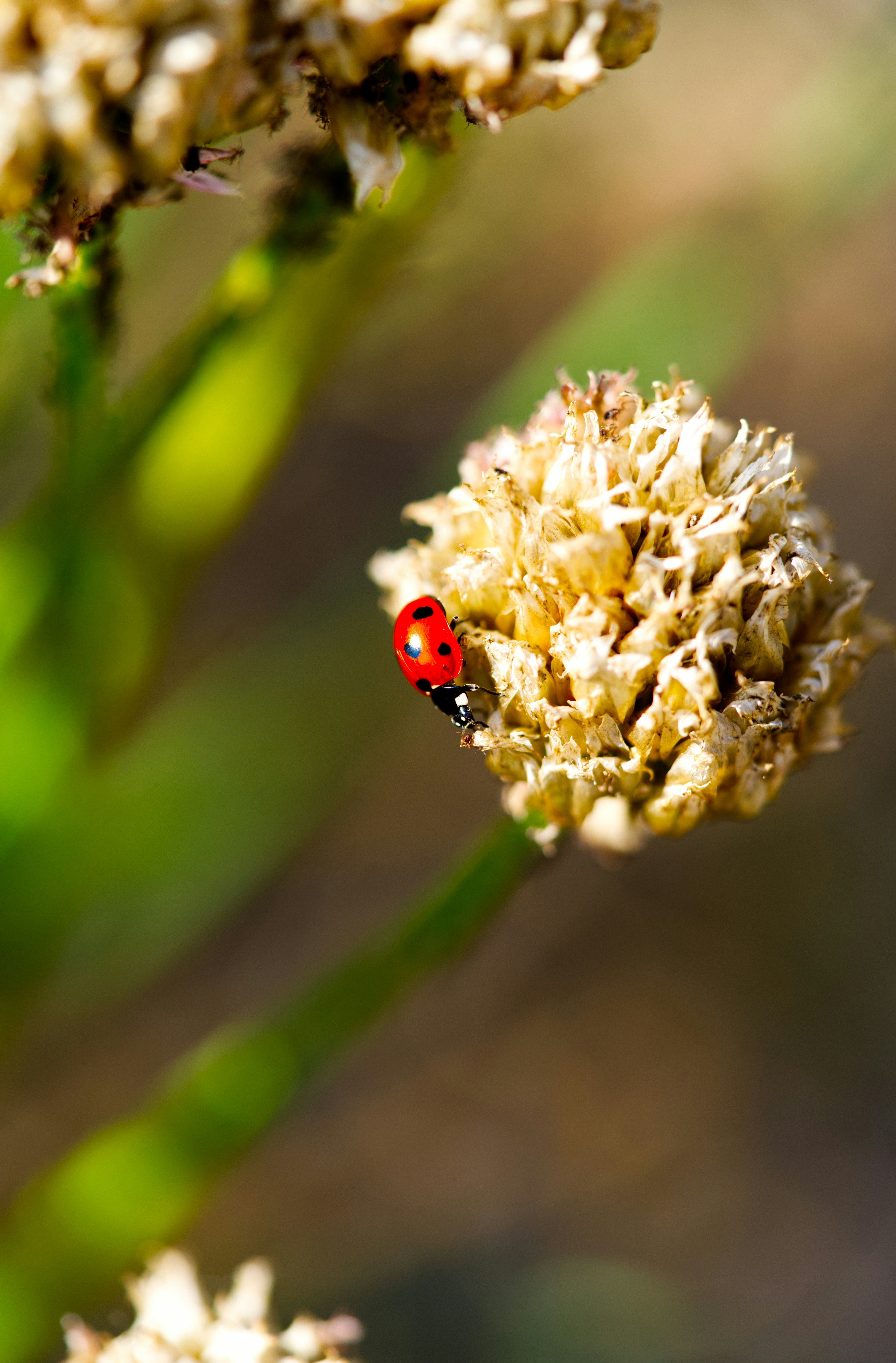 A Ladybug's Delight: Nature's Tiny Guardian