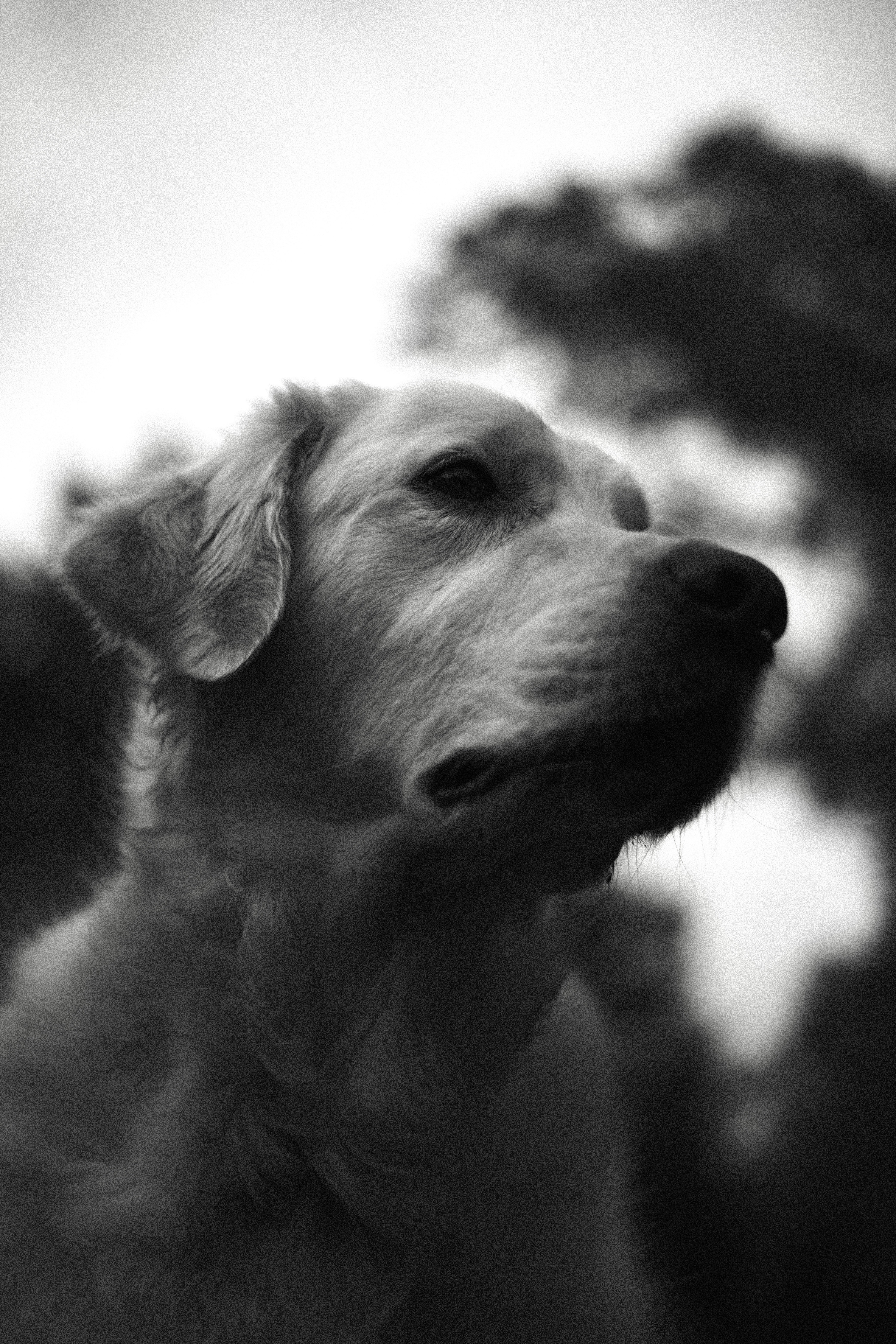Noble Gaze of a Golden Companion