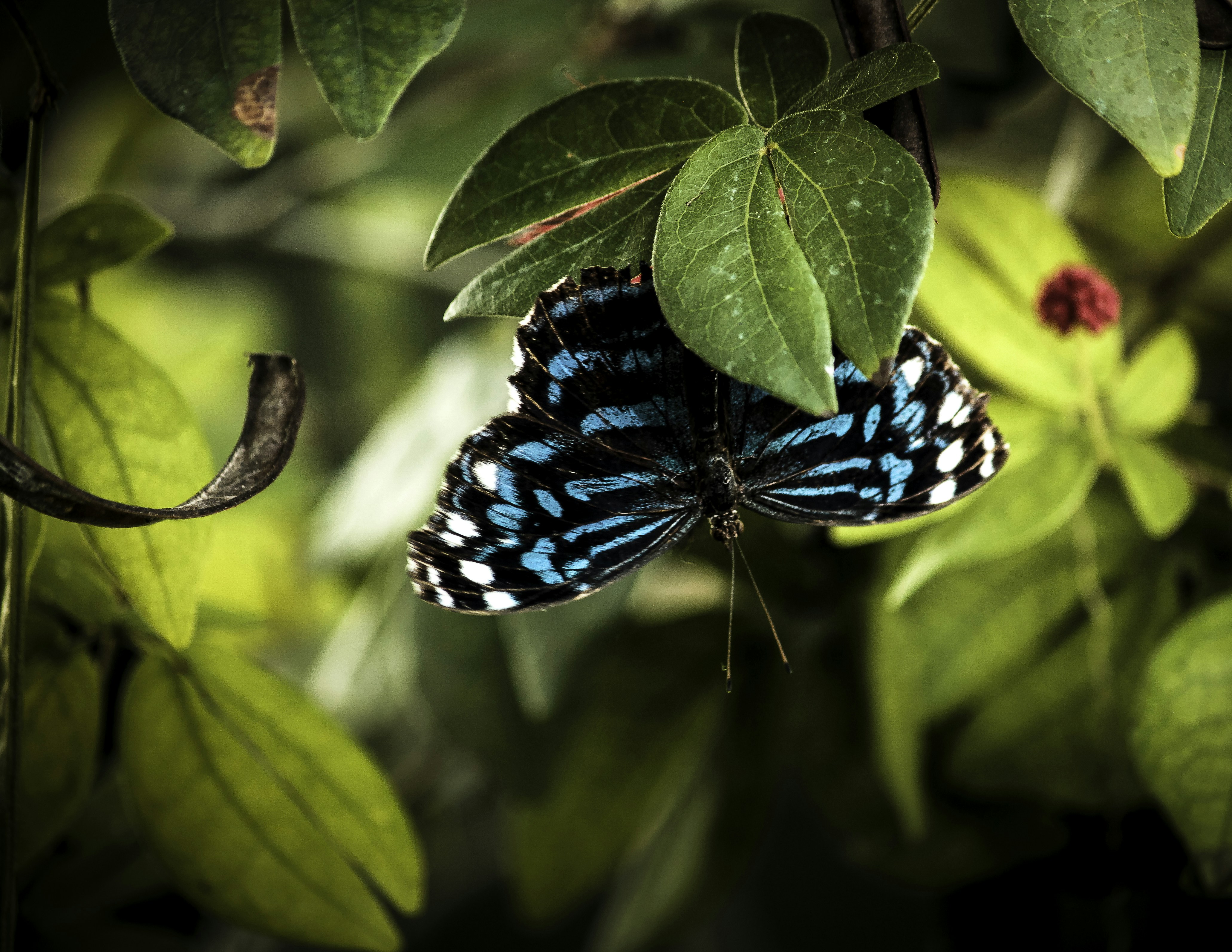 A blue butterfly rests on green leaves
