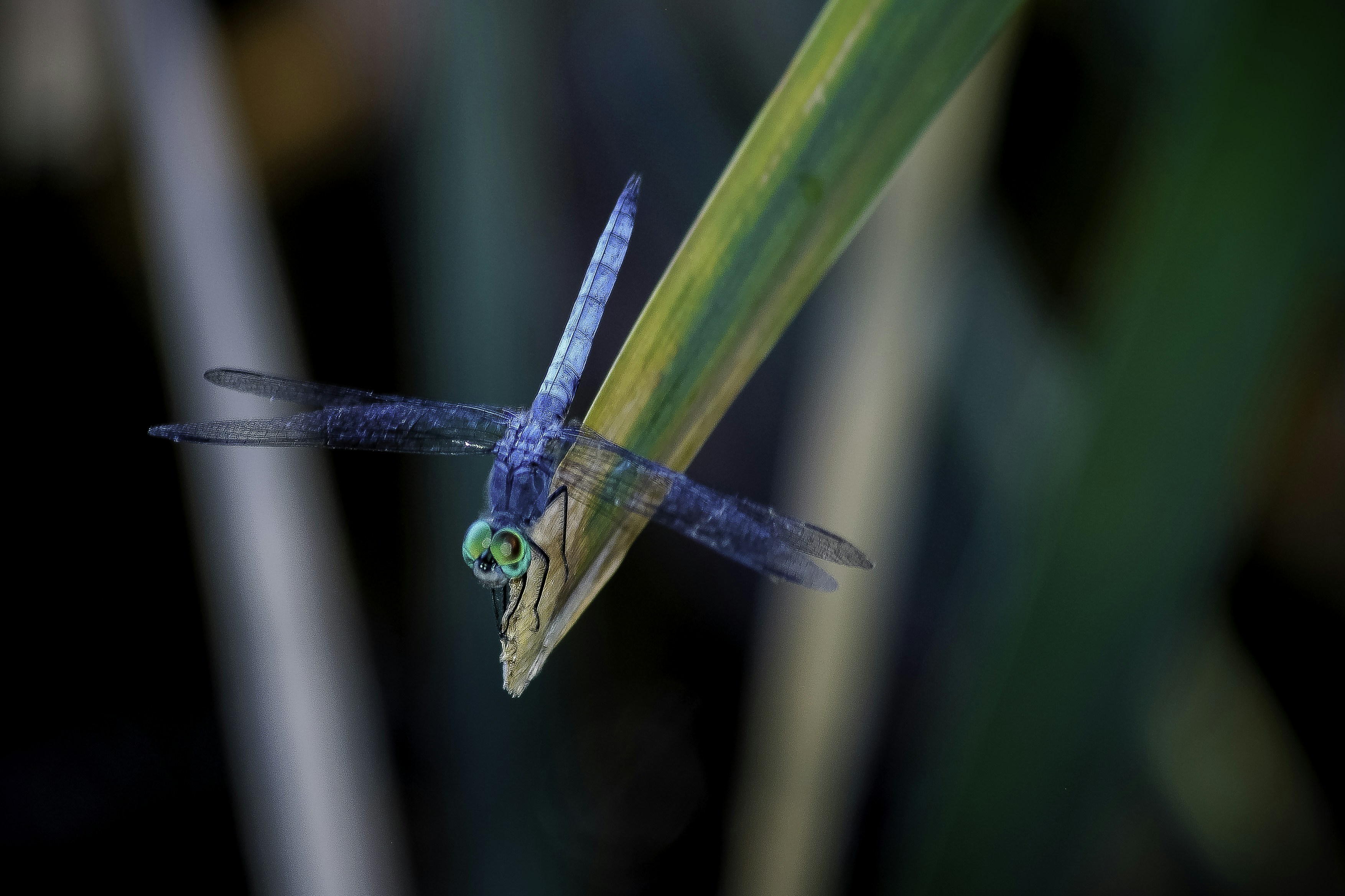 Aqua Glider: Nature's Delicate Acrobat