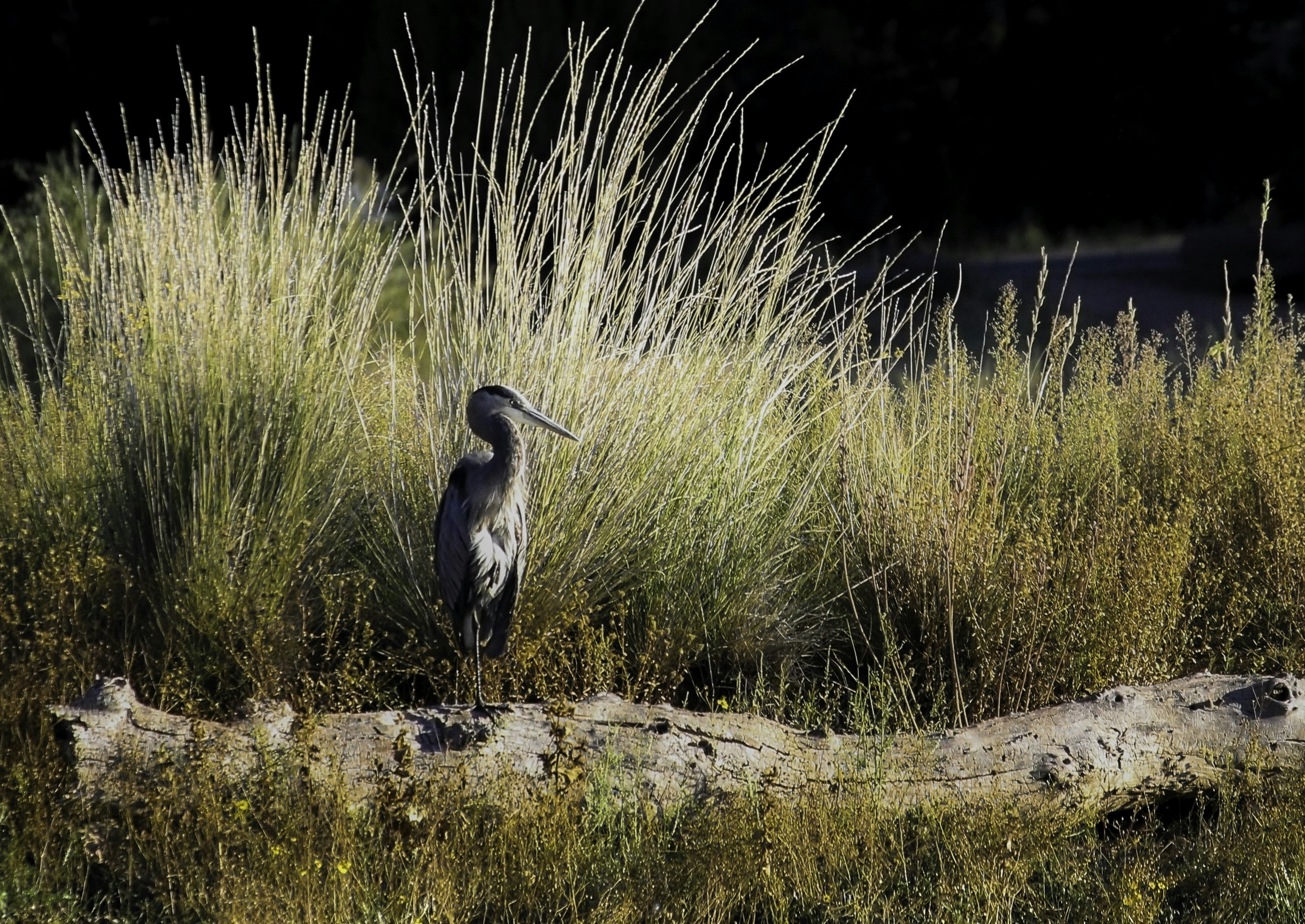 Silent Sentinel of the Wetlands