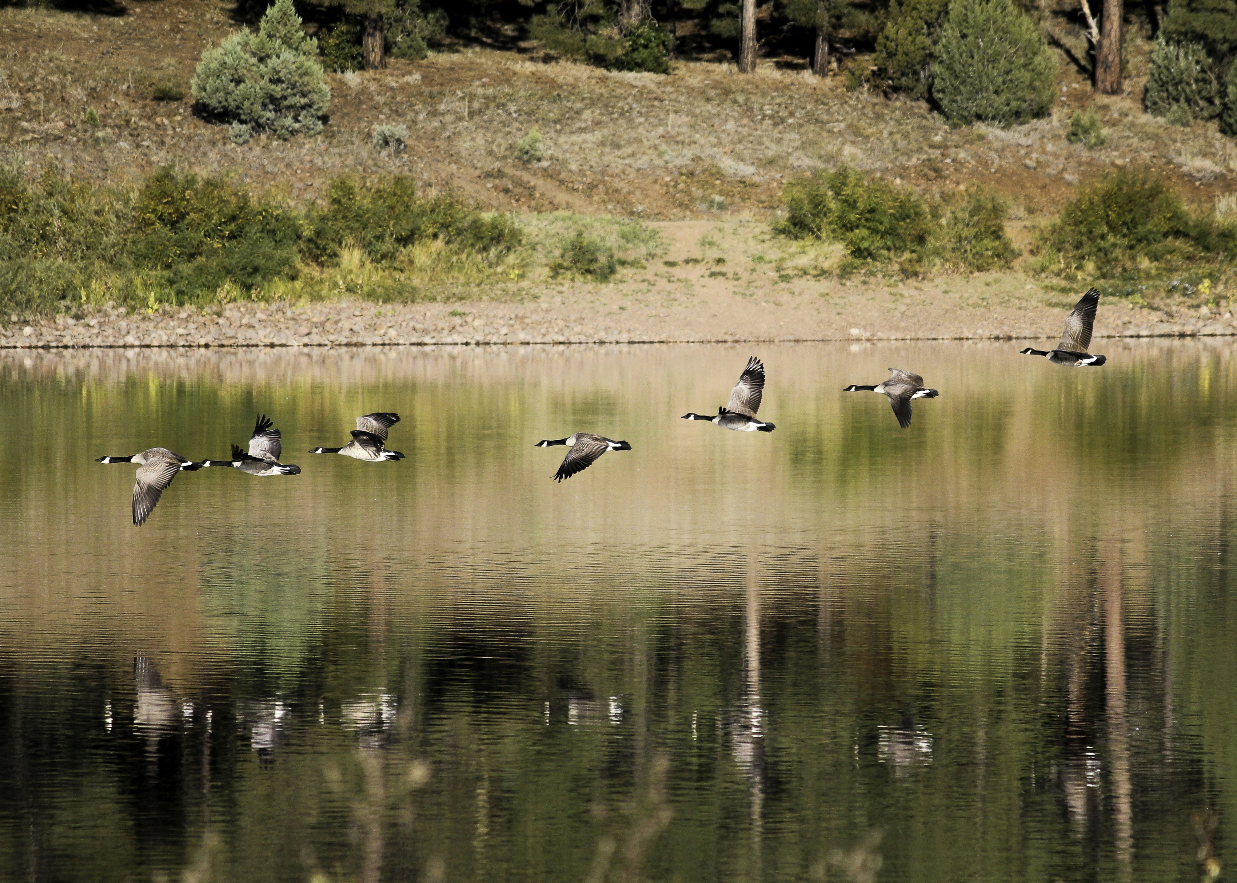 Harmony in Flight: Geese in Formation
