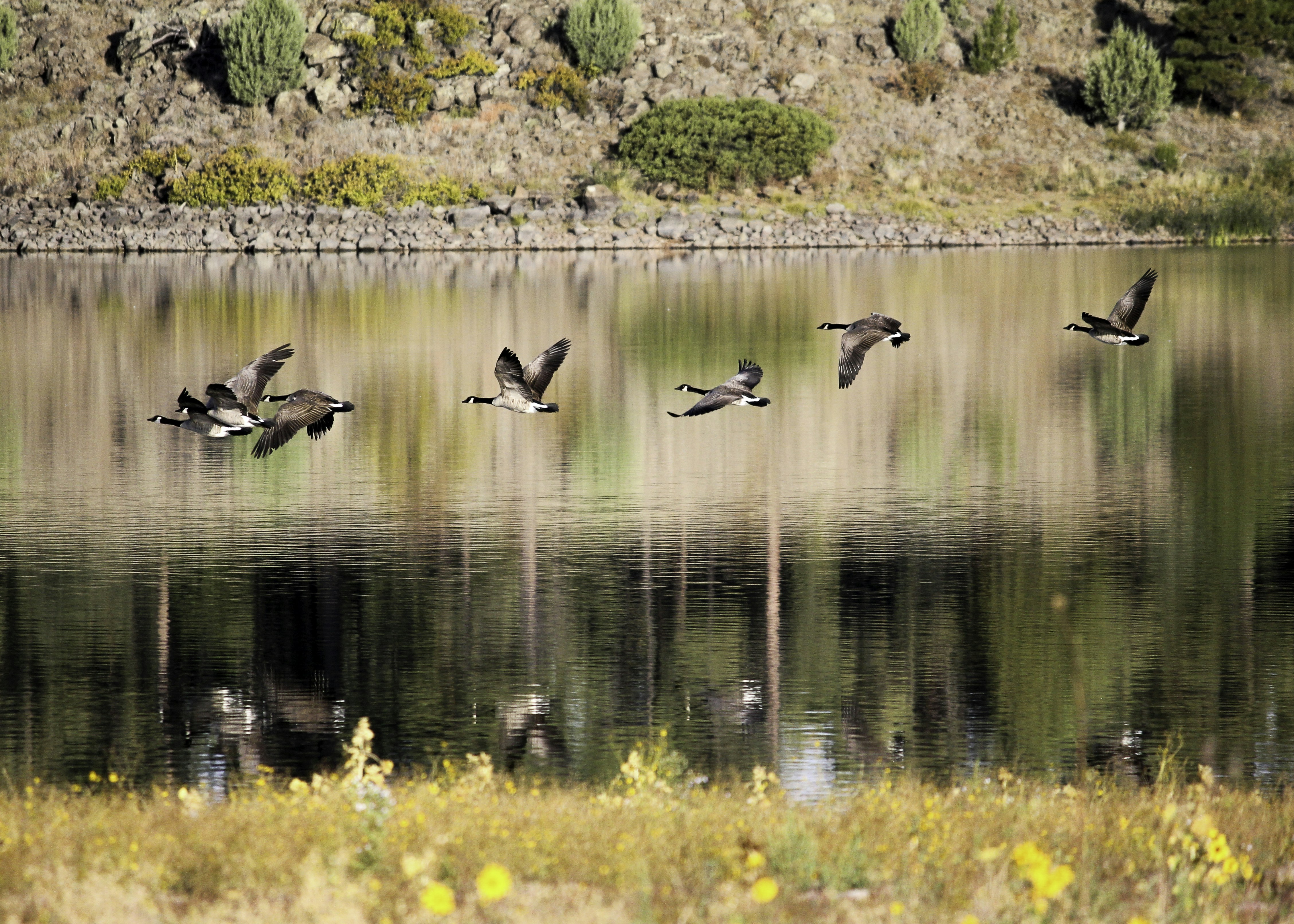 Harmony in Flight: A Dance of Geese Over Still Waters