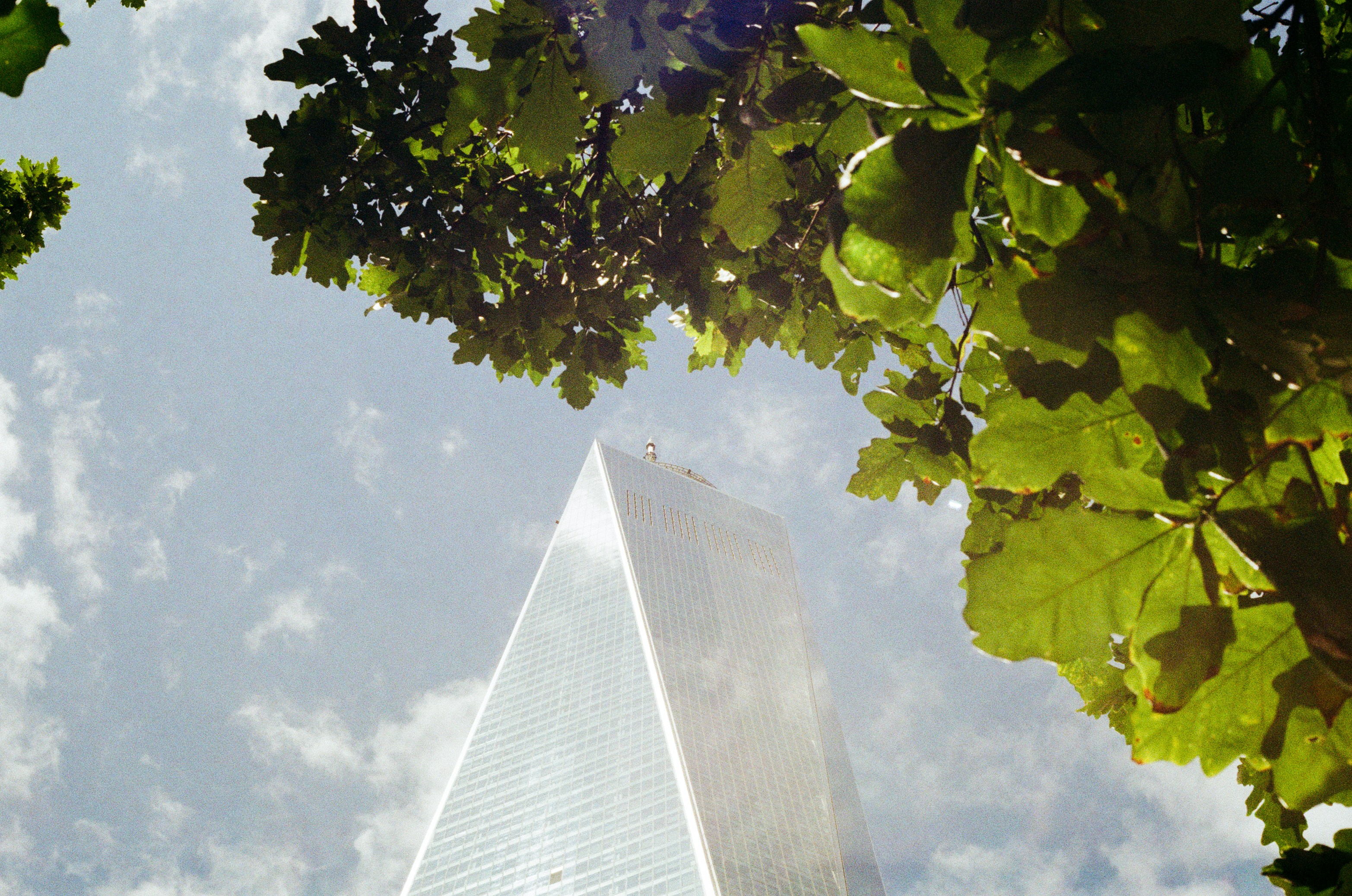 Building with trees in the foreground | Modern skyscraper viewed through green tree leaves