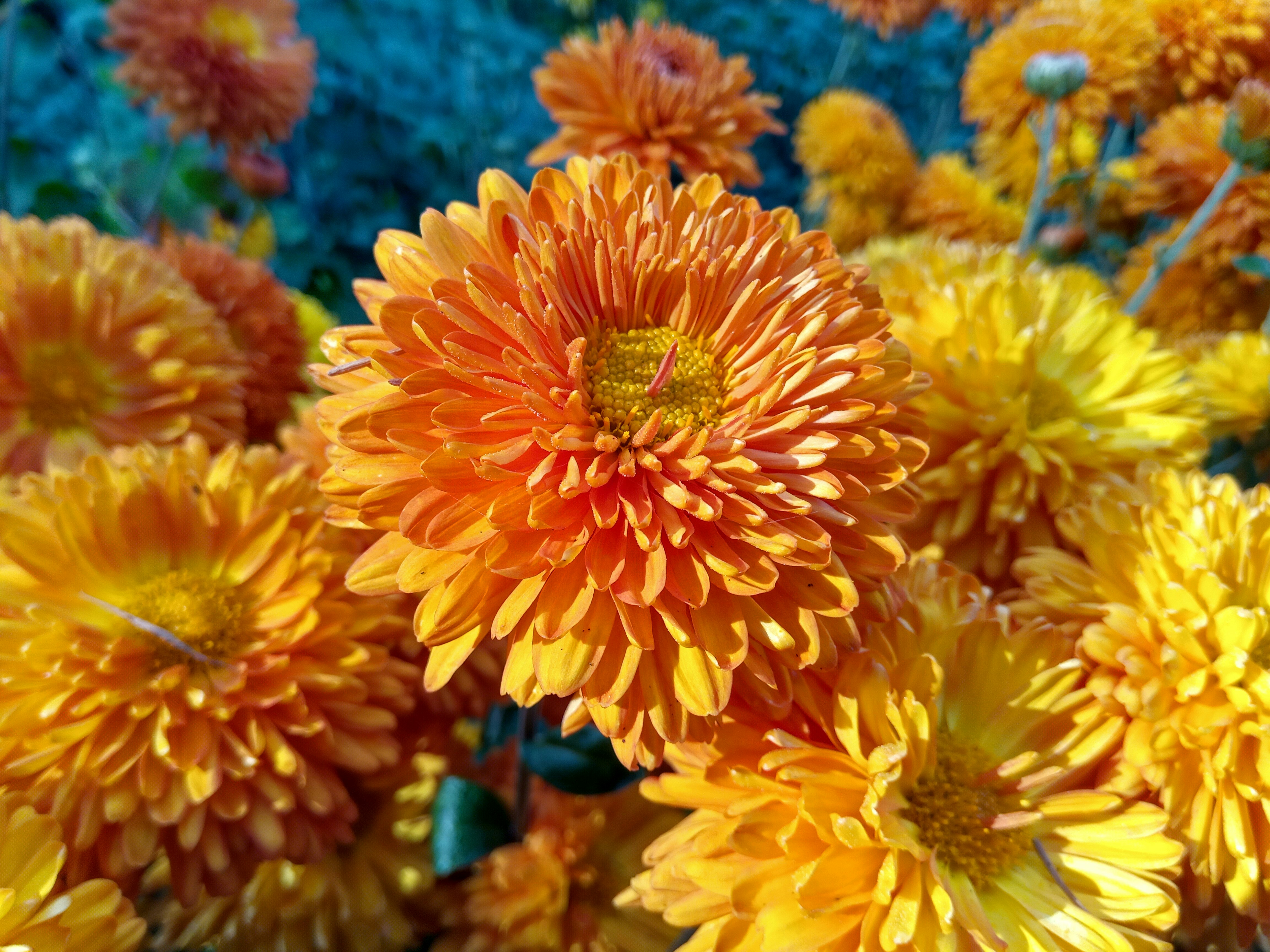 Close-up of bright orange chrysanthemums in bloom.