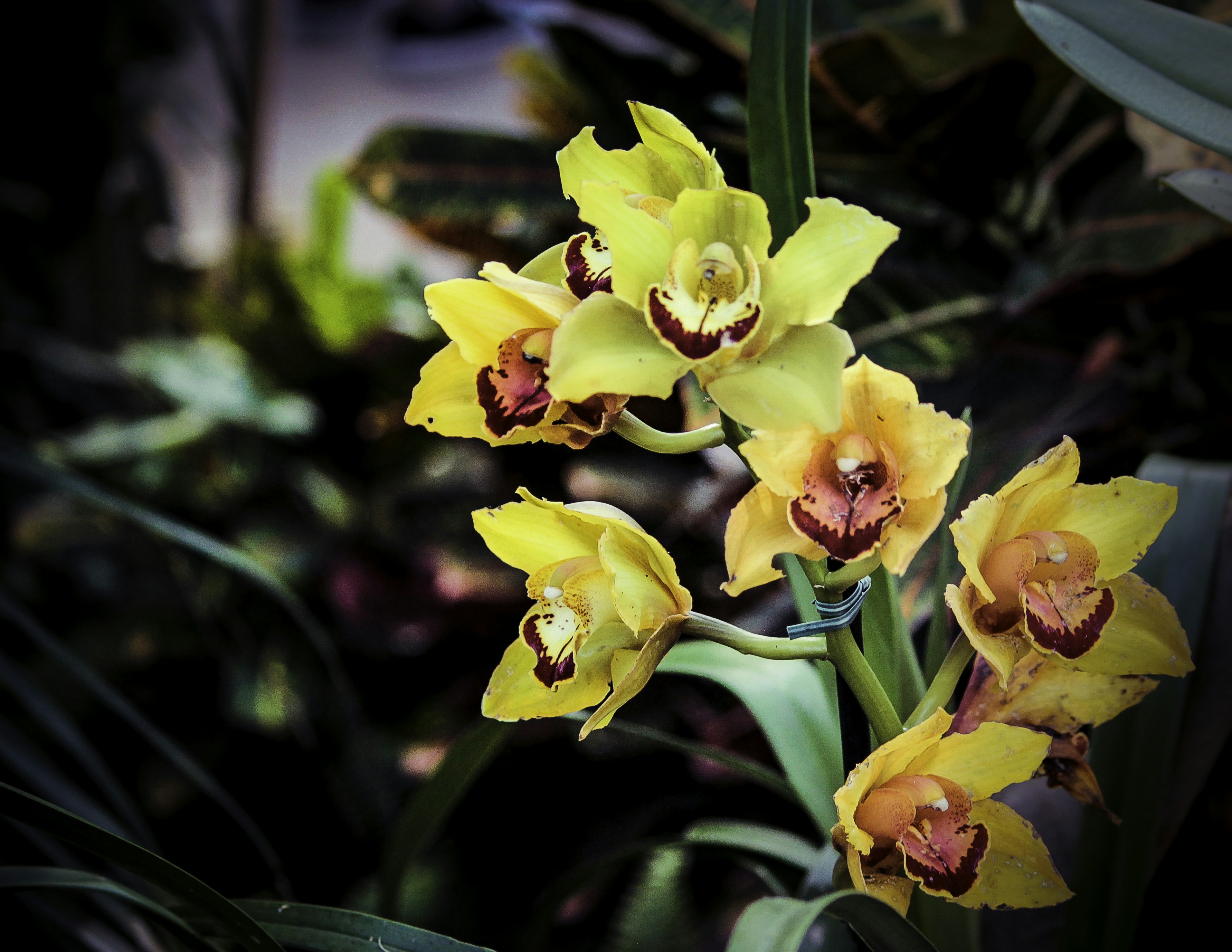 Golden Blossoms Amidst Lush Greenery