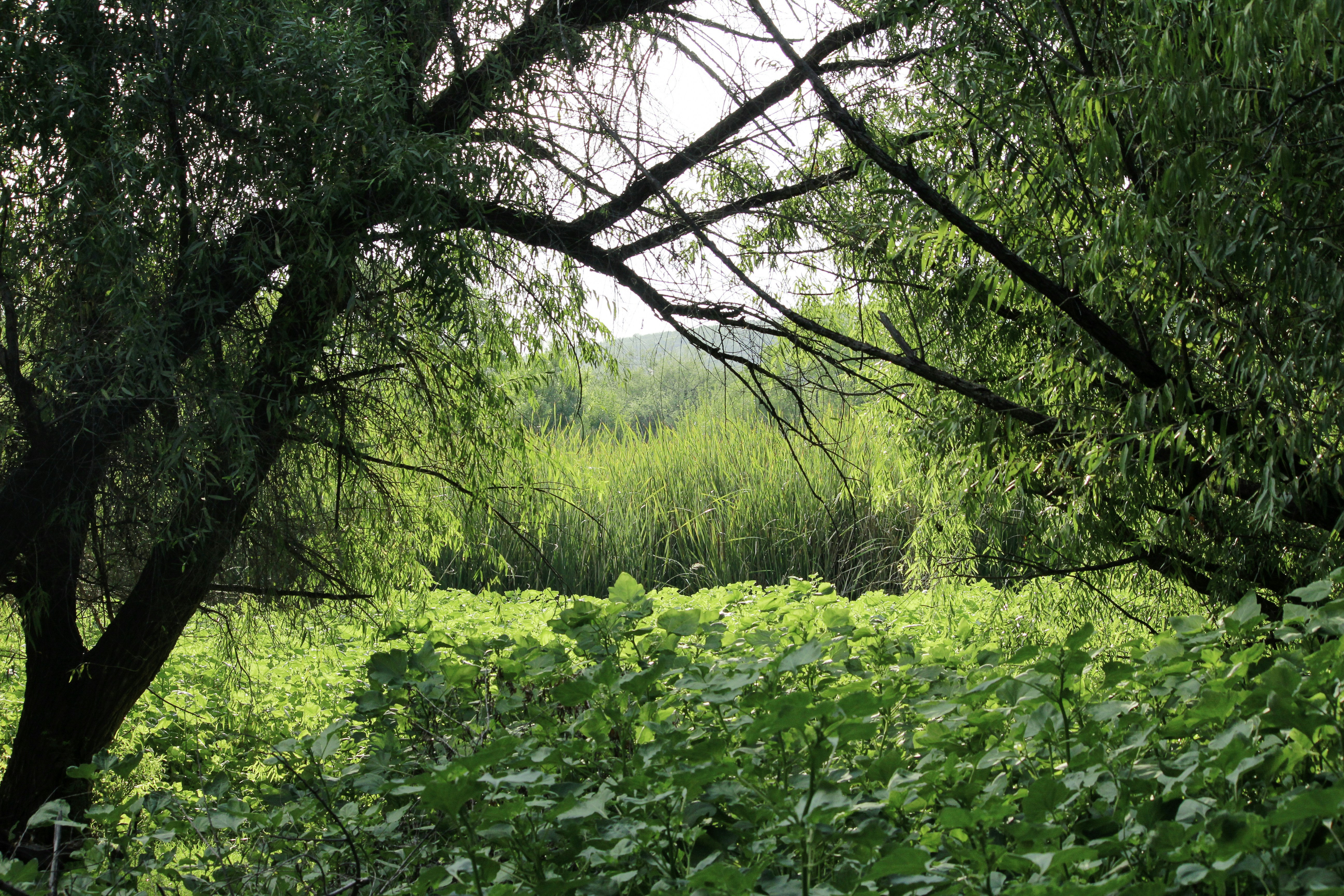 Lush green trees and foliage in a sunlit forest