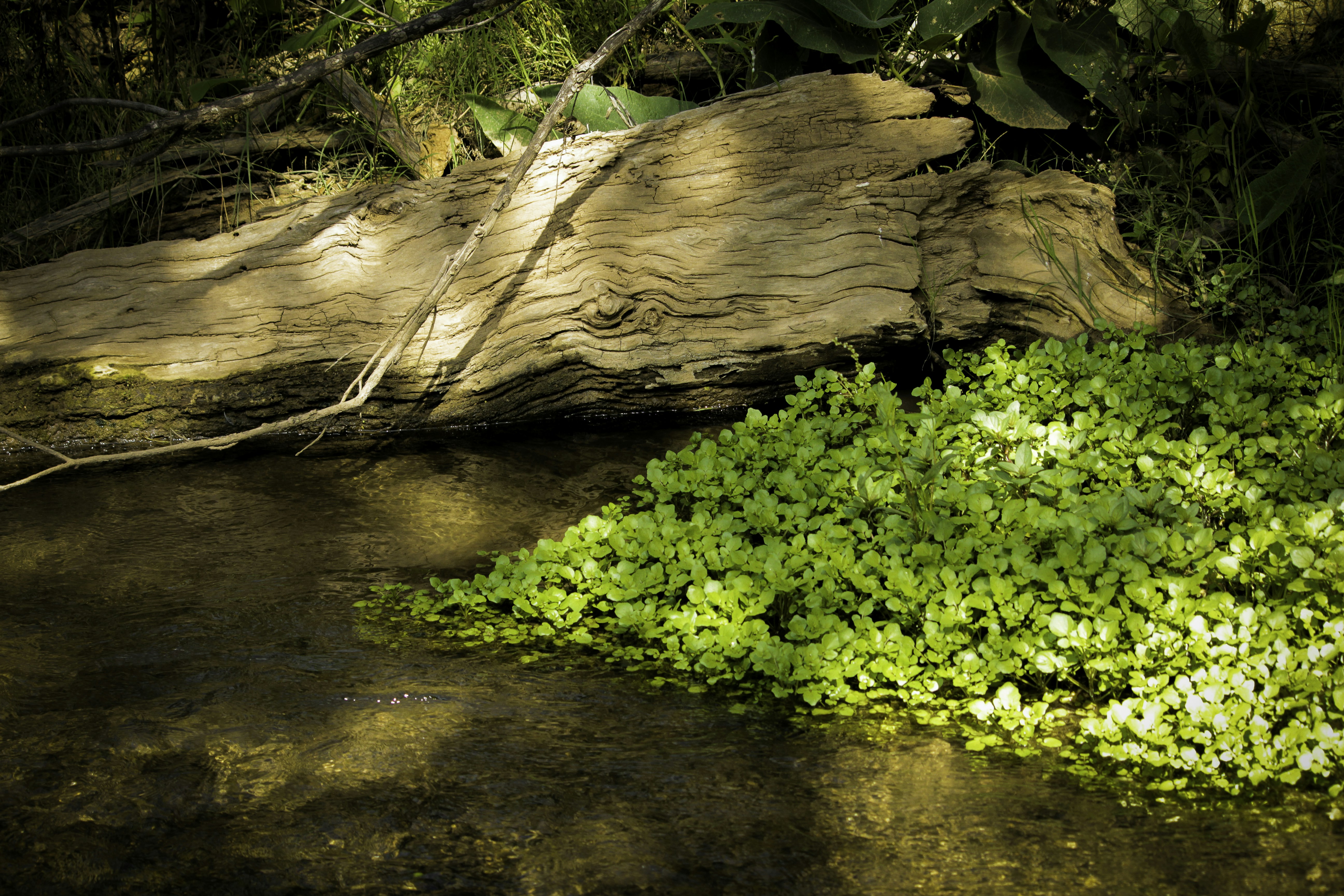 Nature's Tranquil Embrace: A Log's Reflection