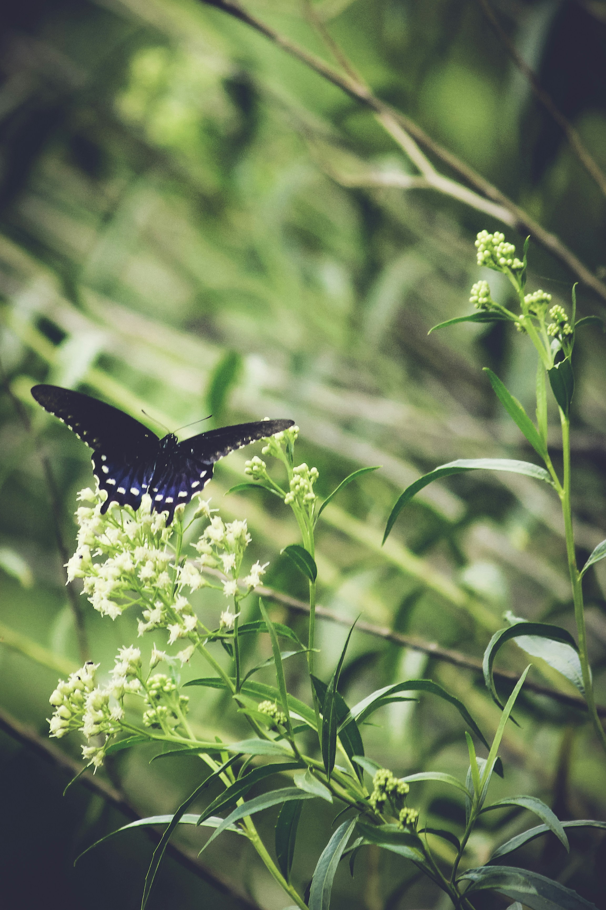 Whispers of Nature: A Butterfly's Dance