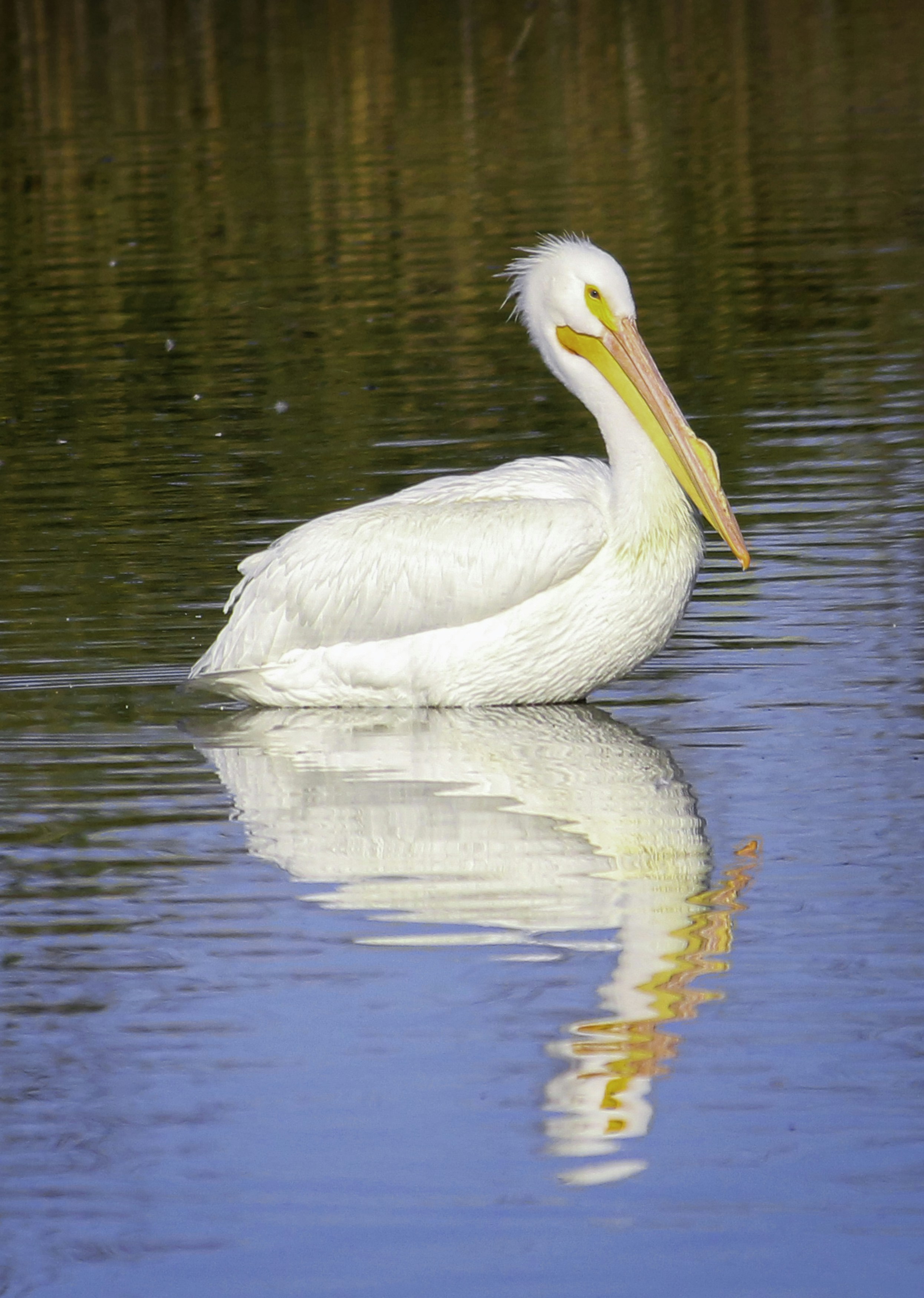 A white pelican stands in blue water with reflection.