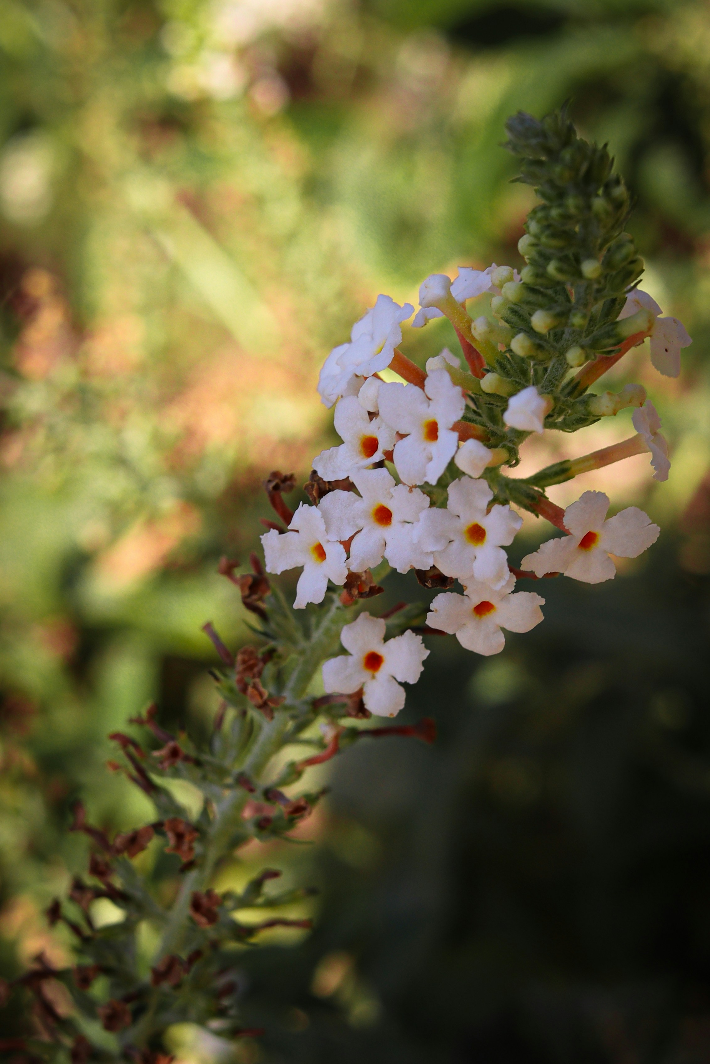 Whispers of Nature: A Floral Encounter