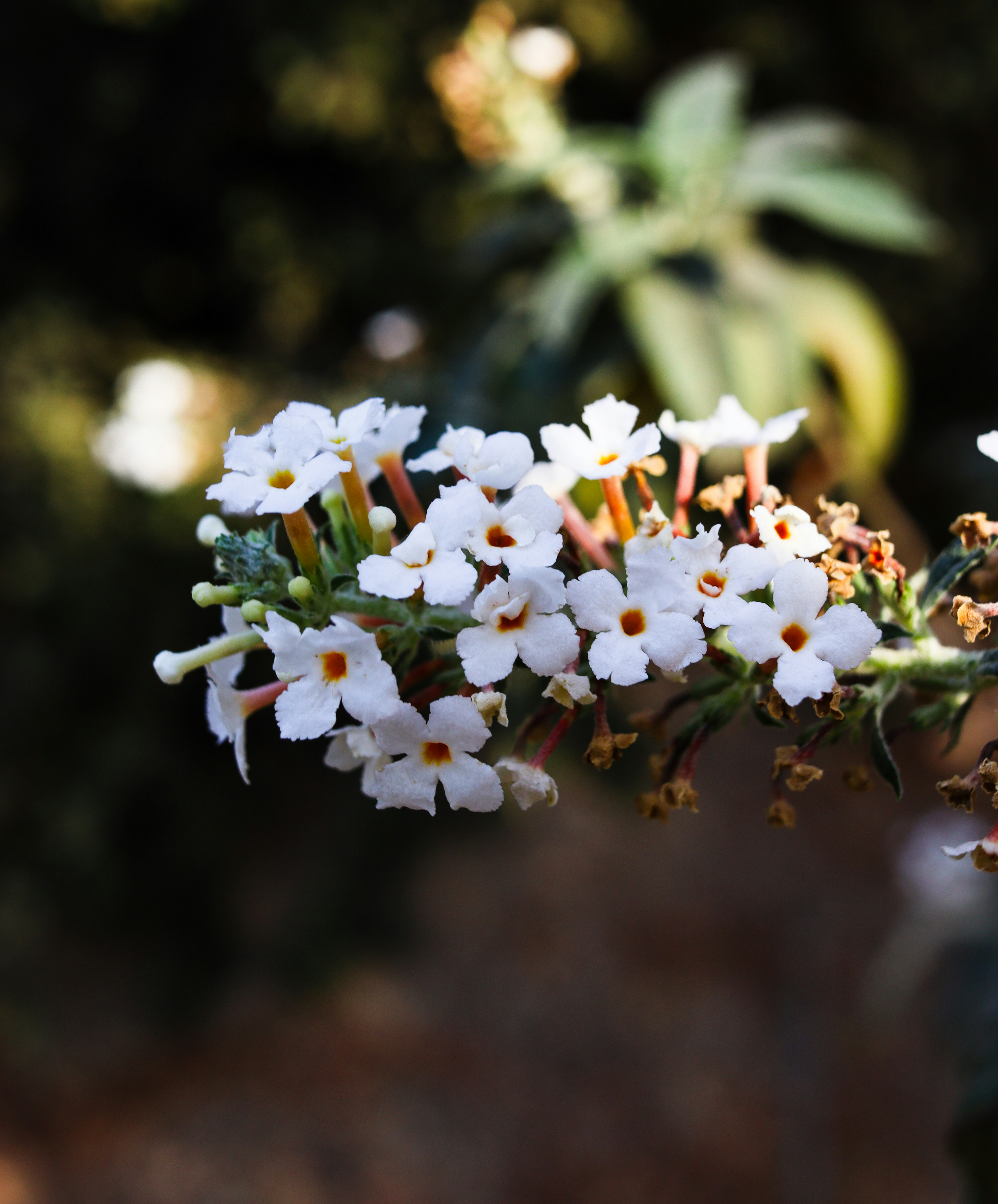 Whispers of Nature: A Floral Embrace