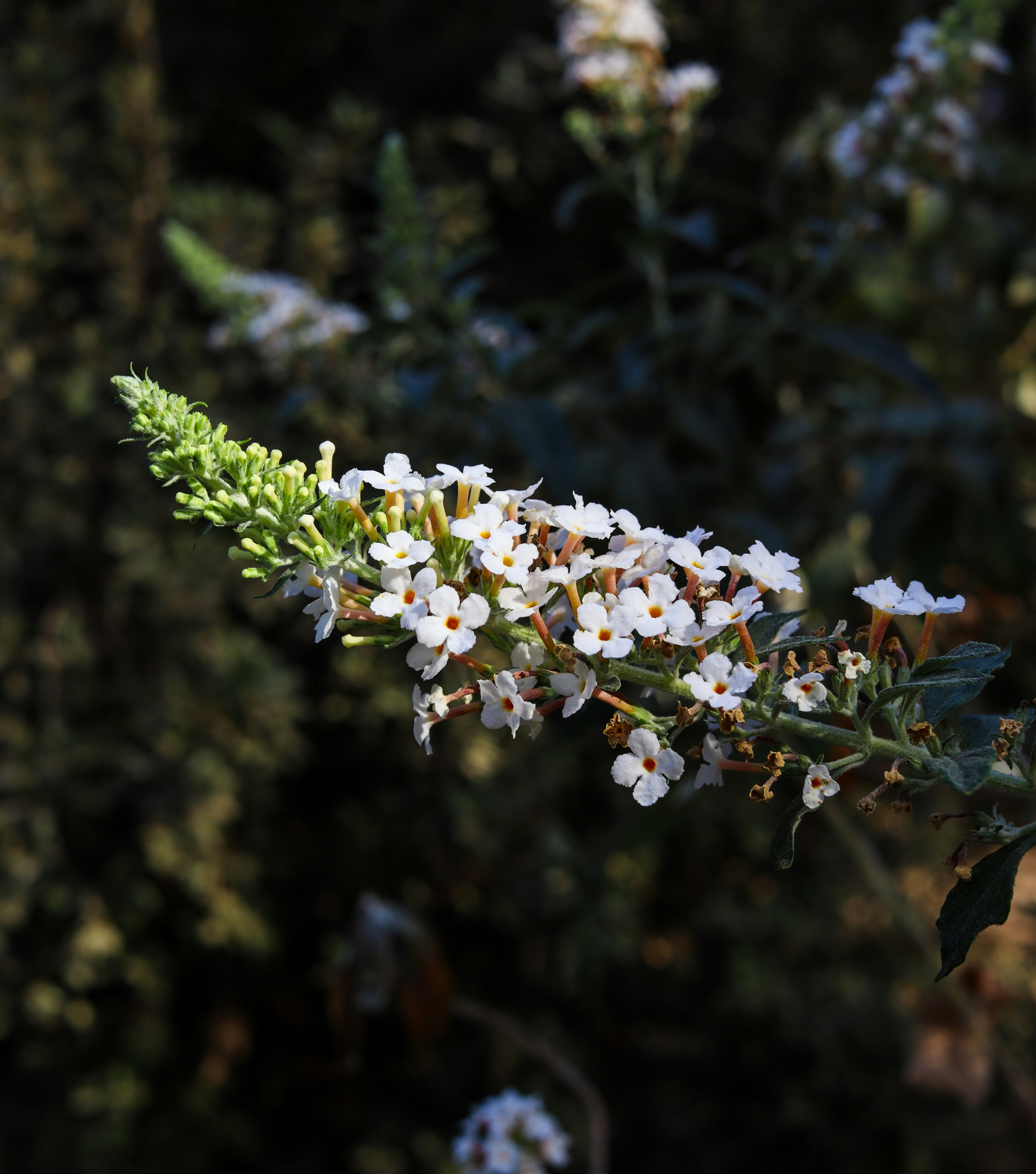 Whispers of Nature: A Floral Encounter