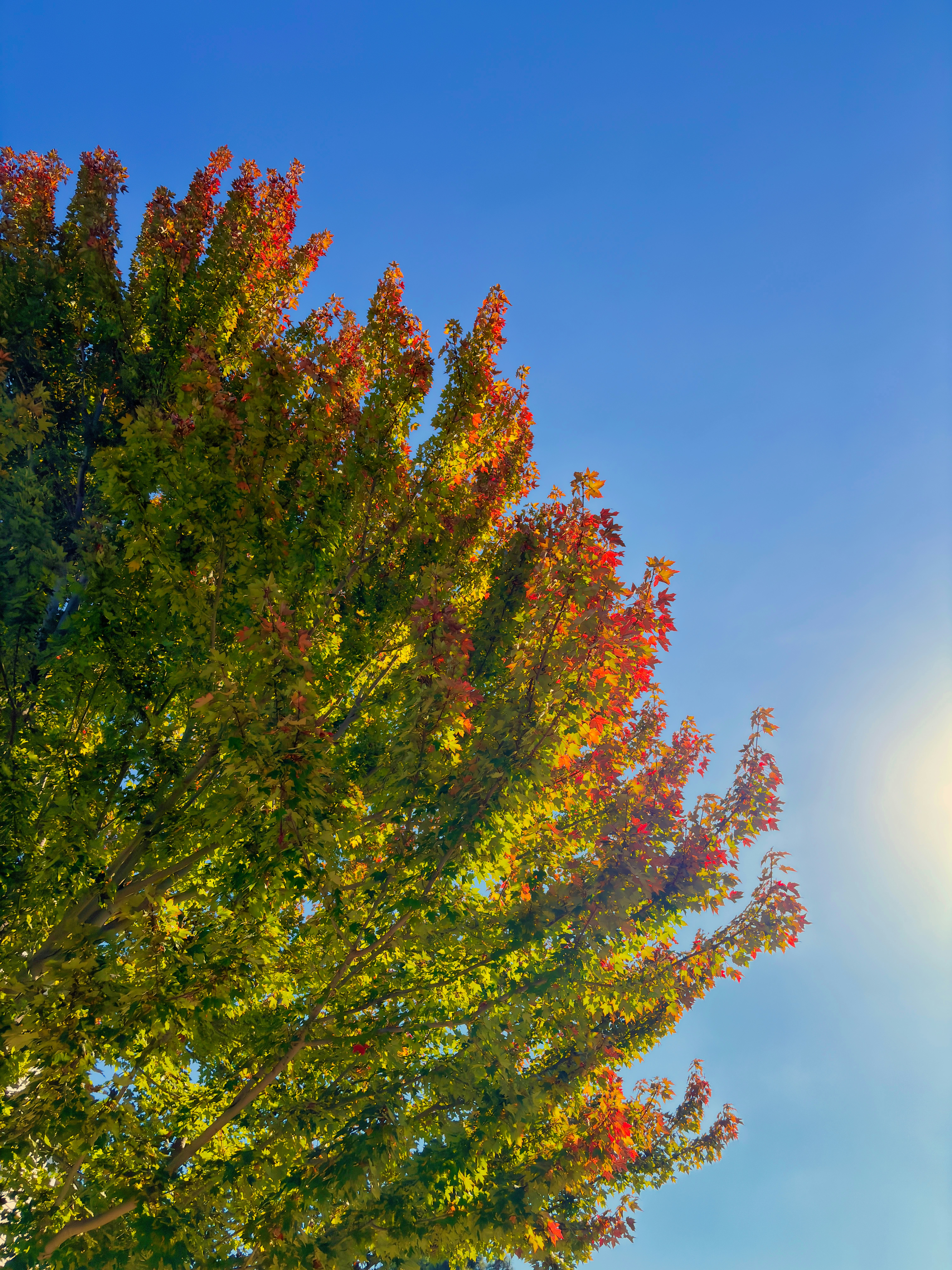 Apple iPhone 17 Sample Shots