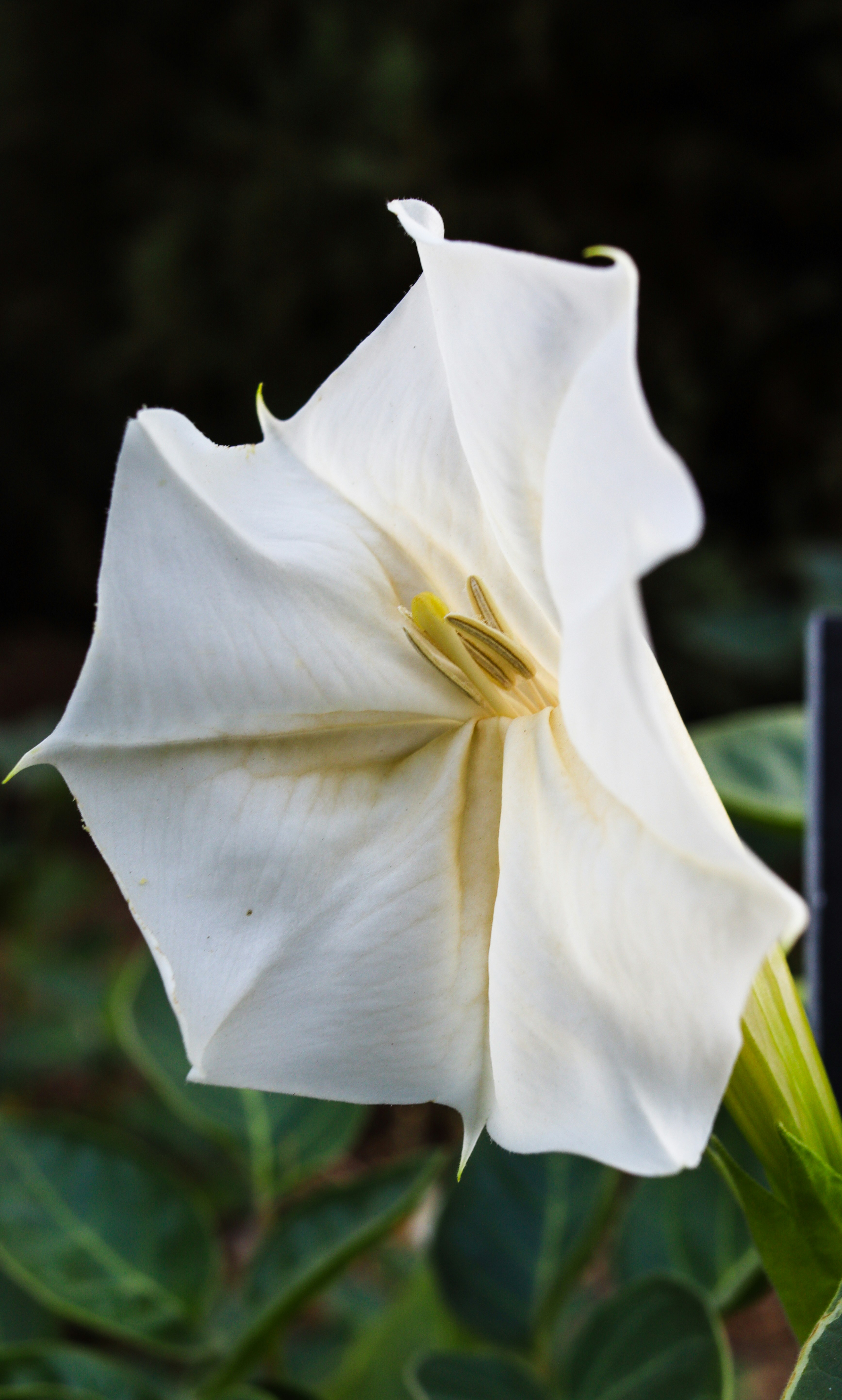 Whispers of Elegance: The Ethereal Bloom