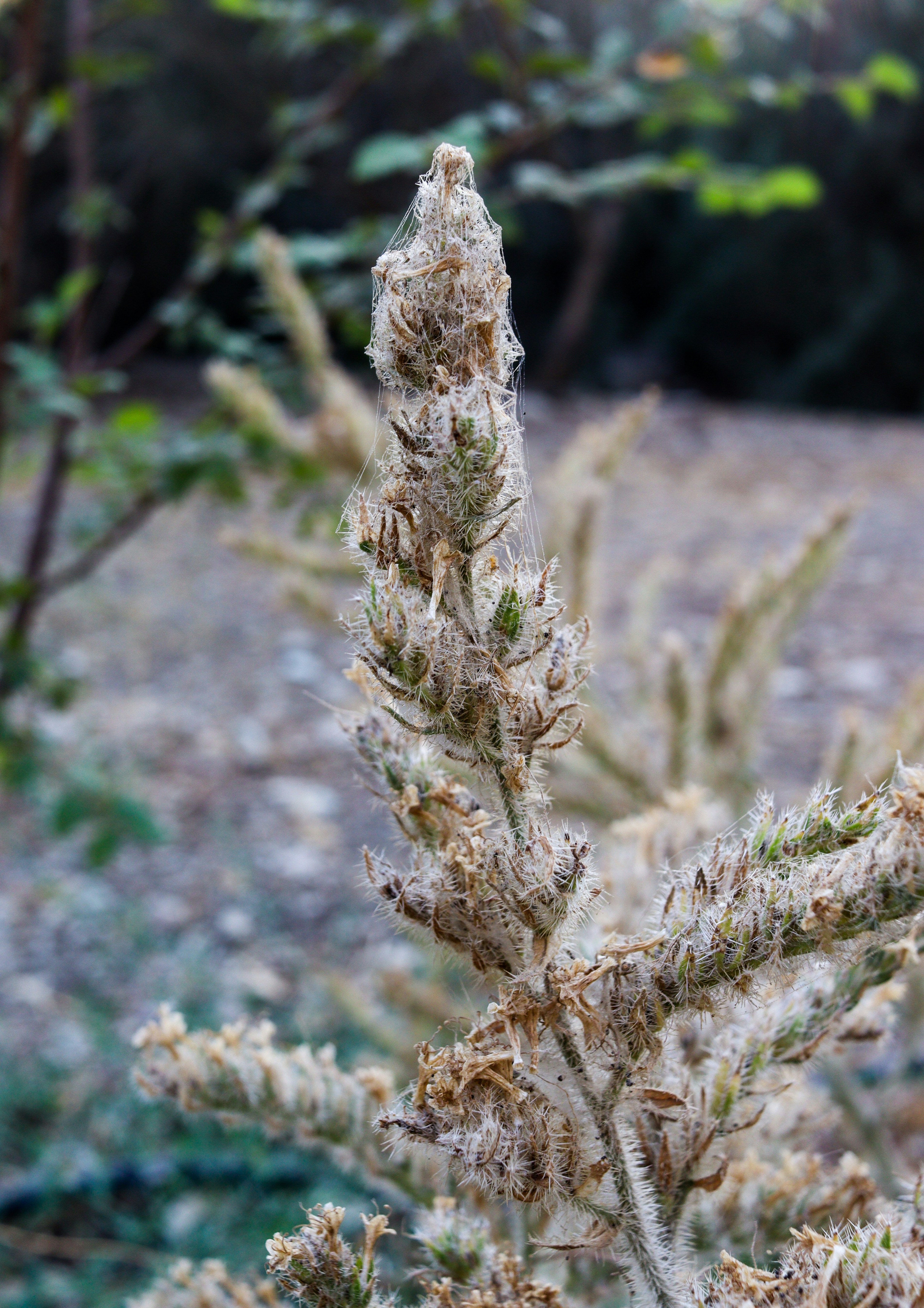 Nature's Textured Sculpture: A Study in Foliage
