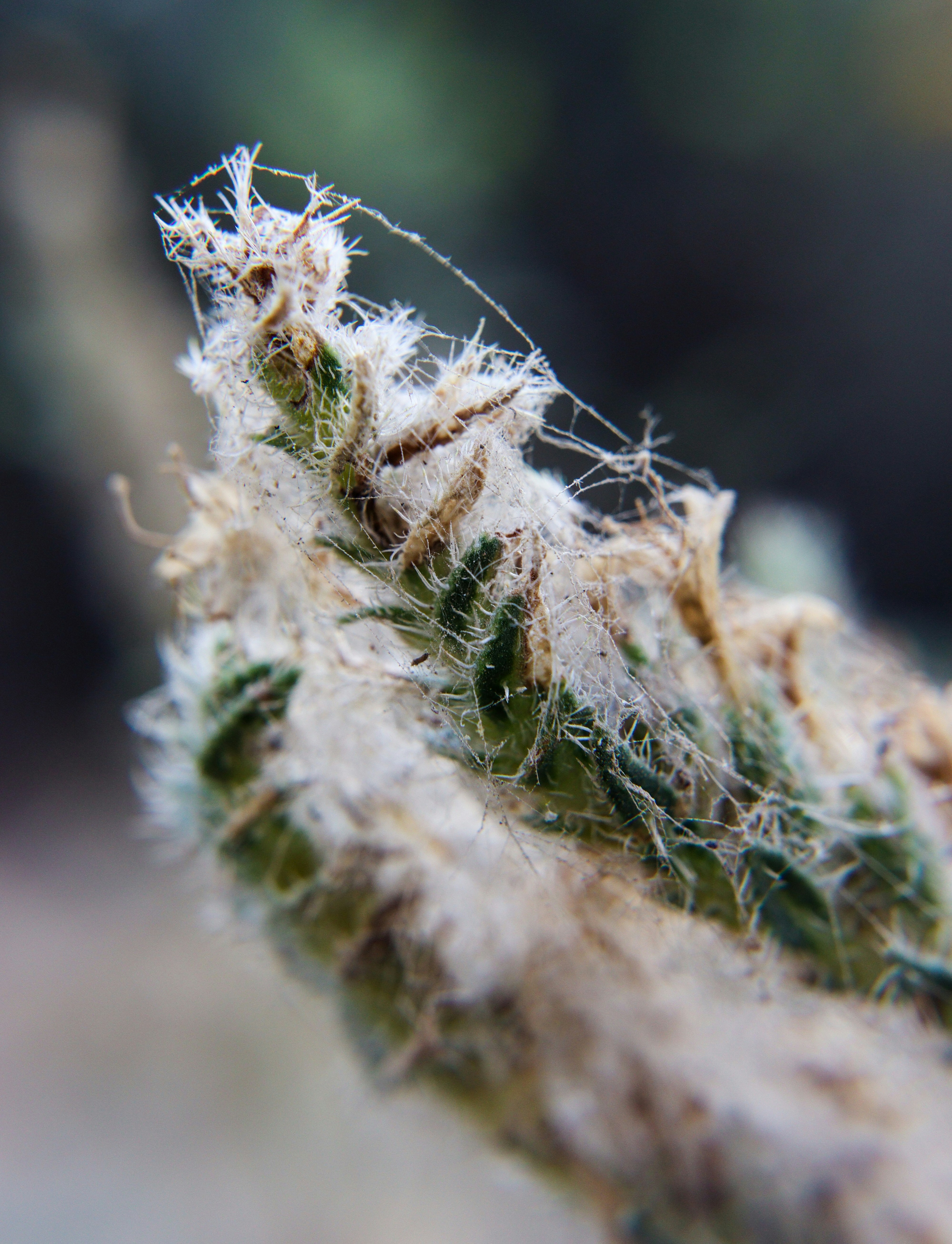 Nature's Intricate Tapestry: A Close-Up Exploration