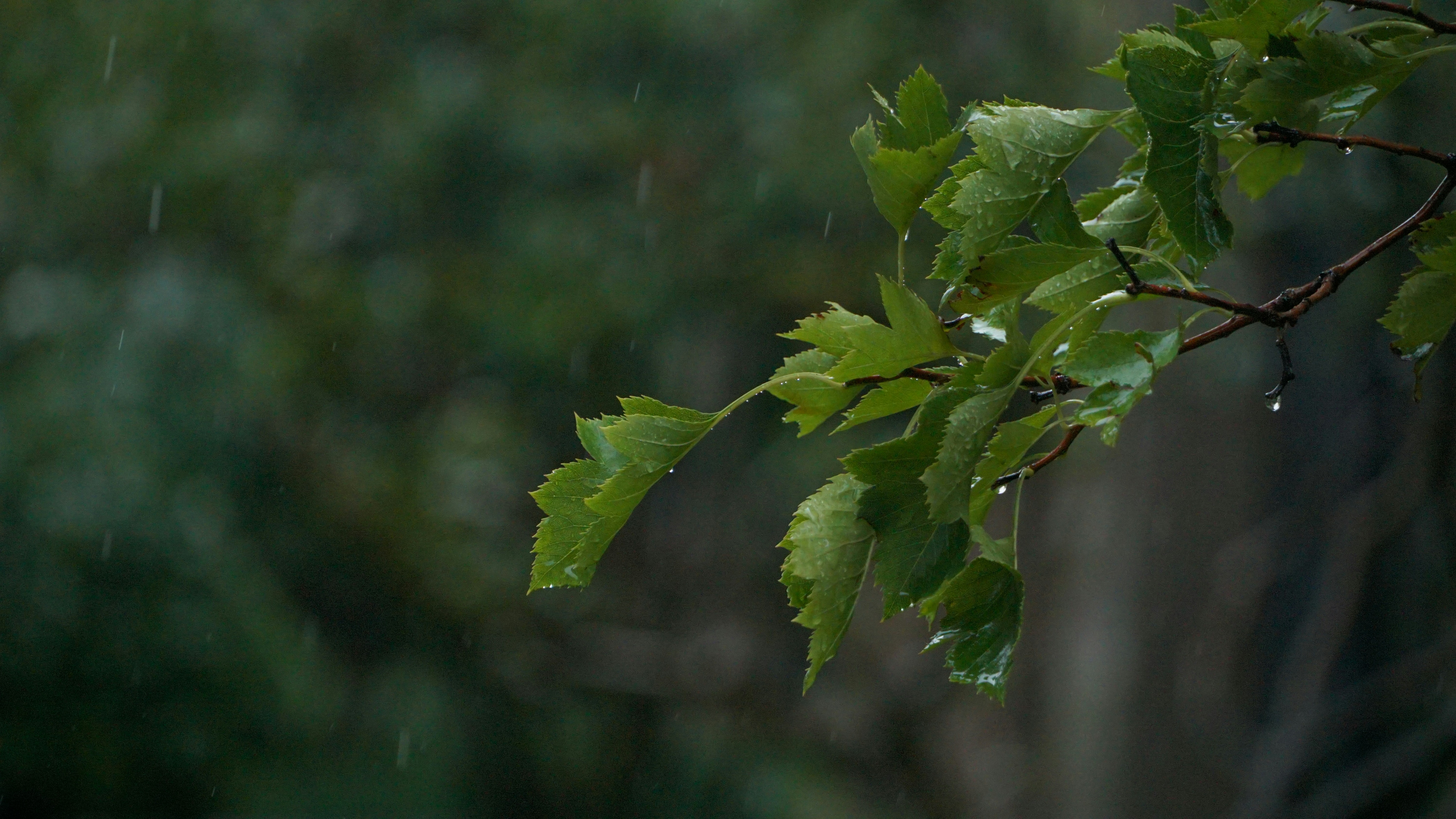 Green leaves on a branch during rainfall