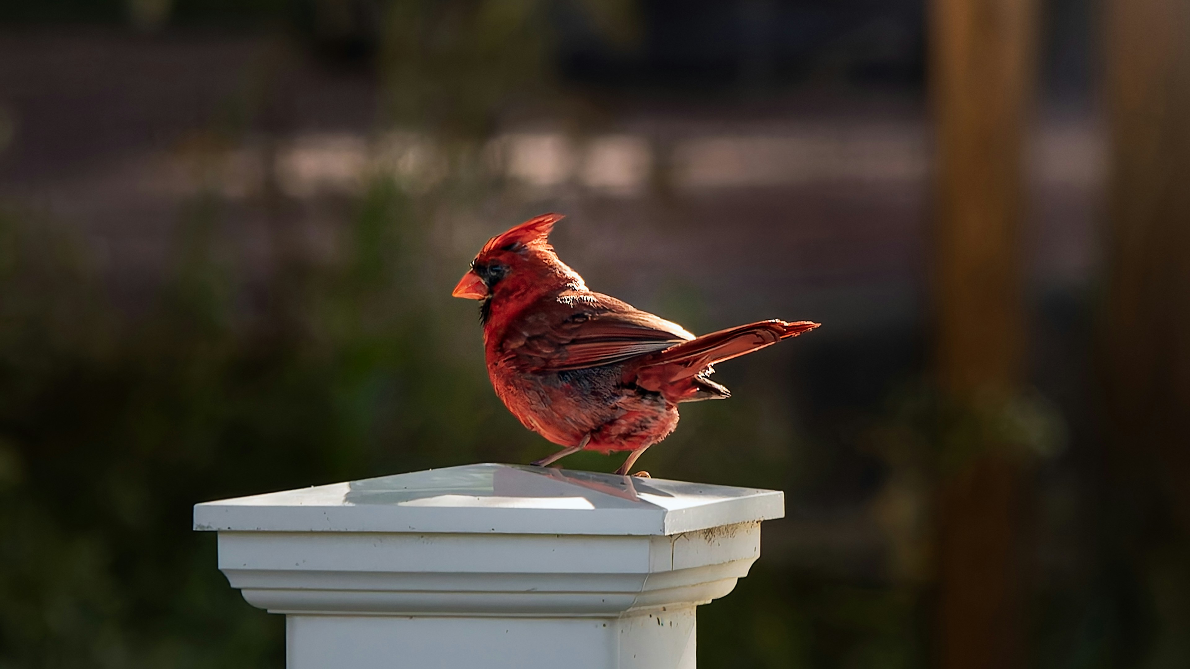 Vibrant Cardinal on a Sunlit Perch