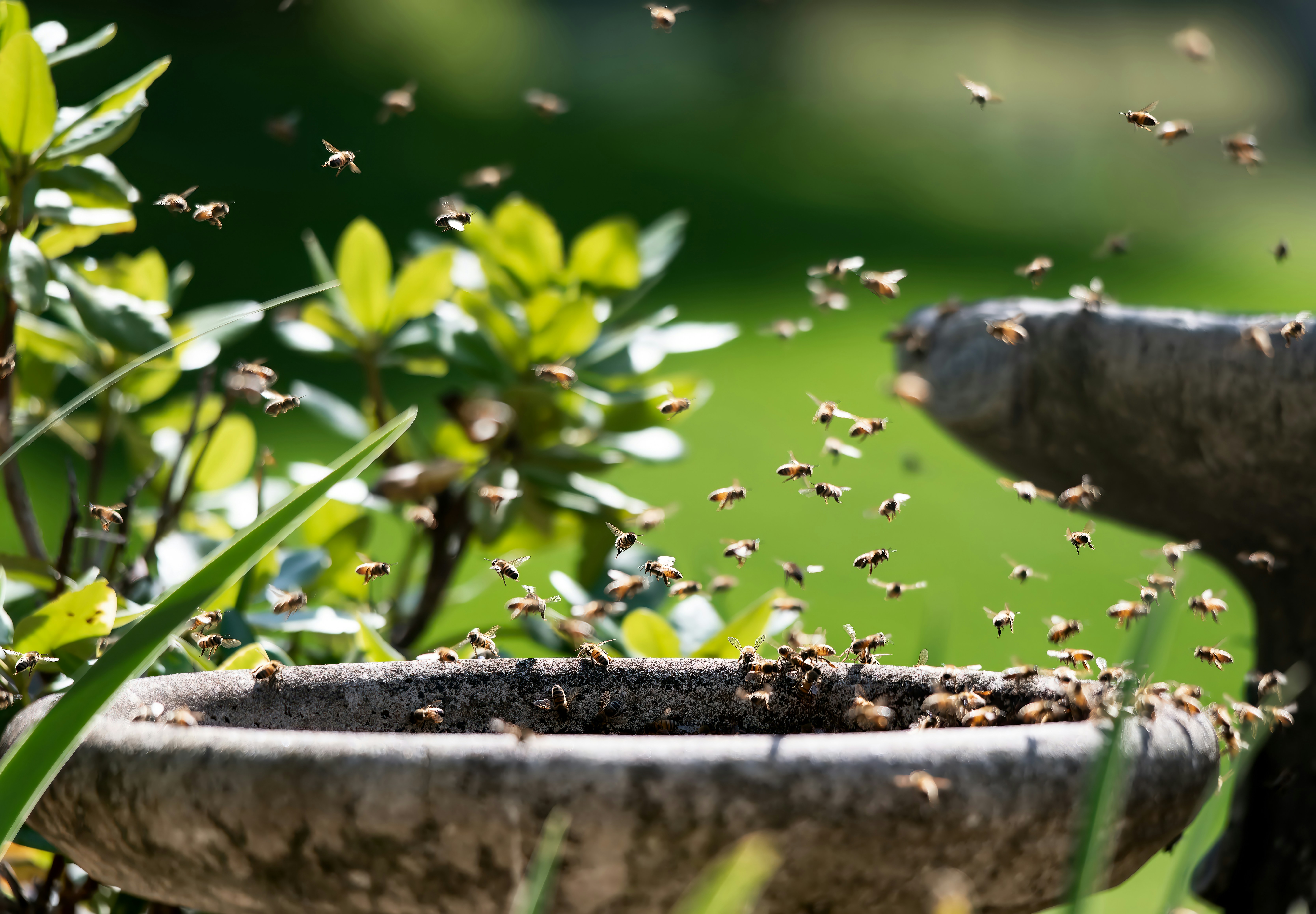 A swarm of bees flits around a stone birdbath, surrounded by lush greenery, capturing the essence of a vibrant garden ecosystem.