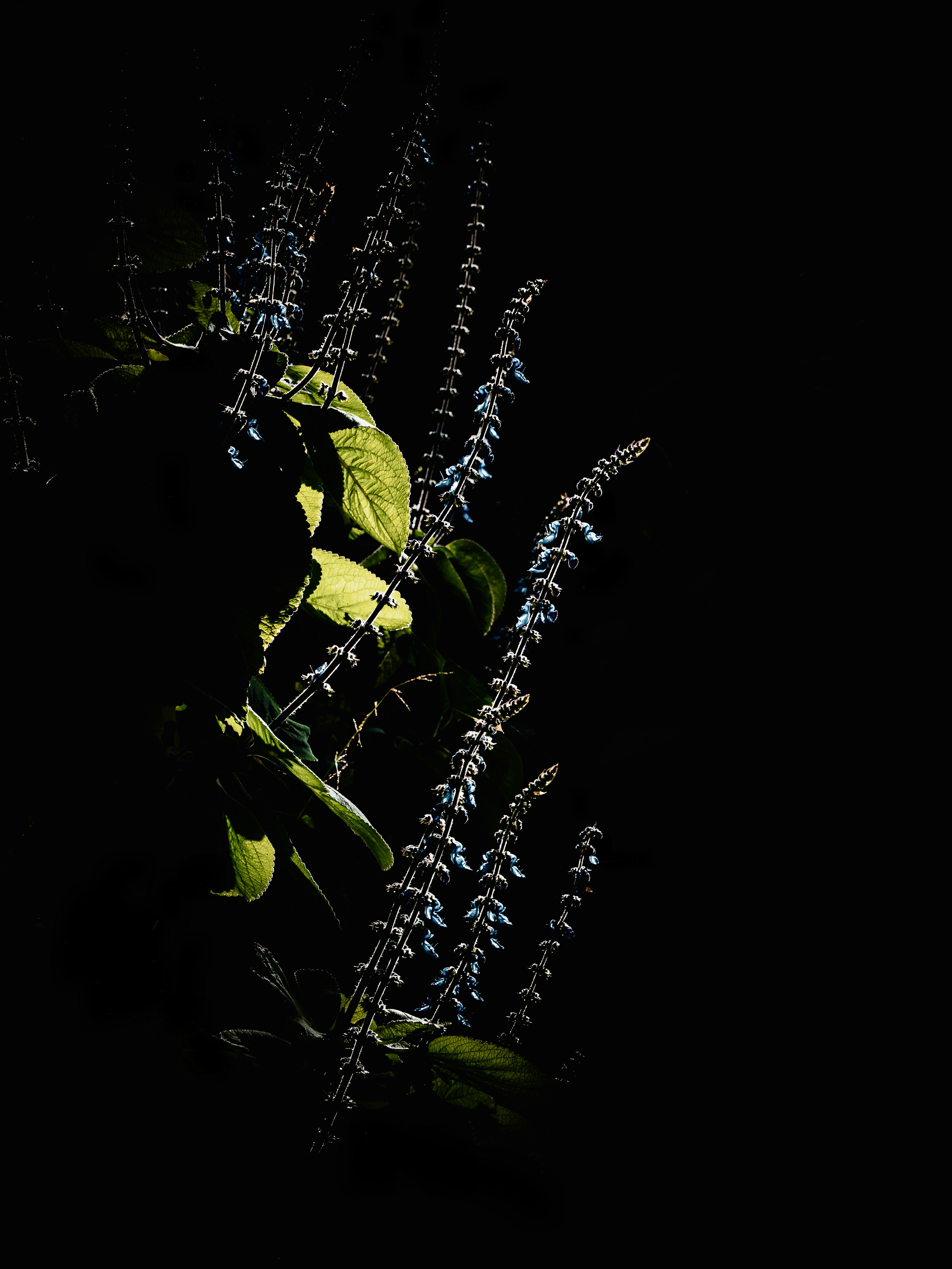 Whispers of the Night: Flora in Shadow