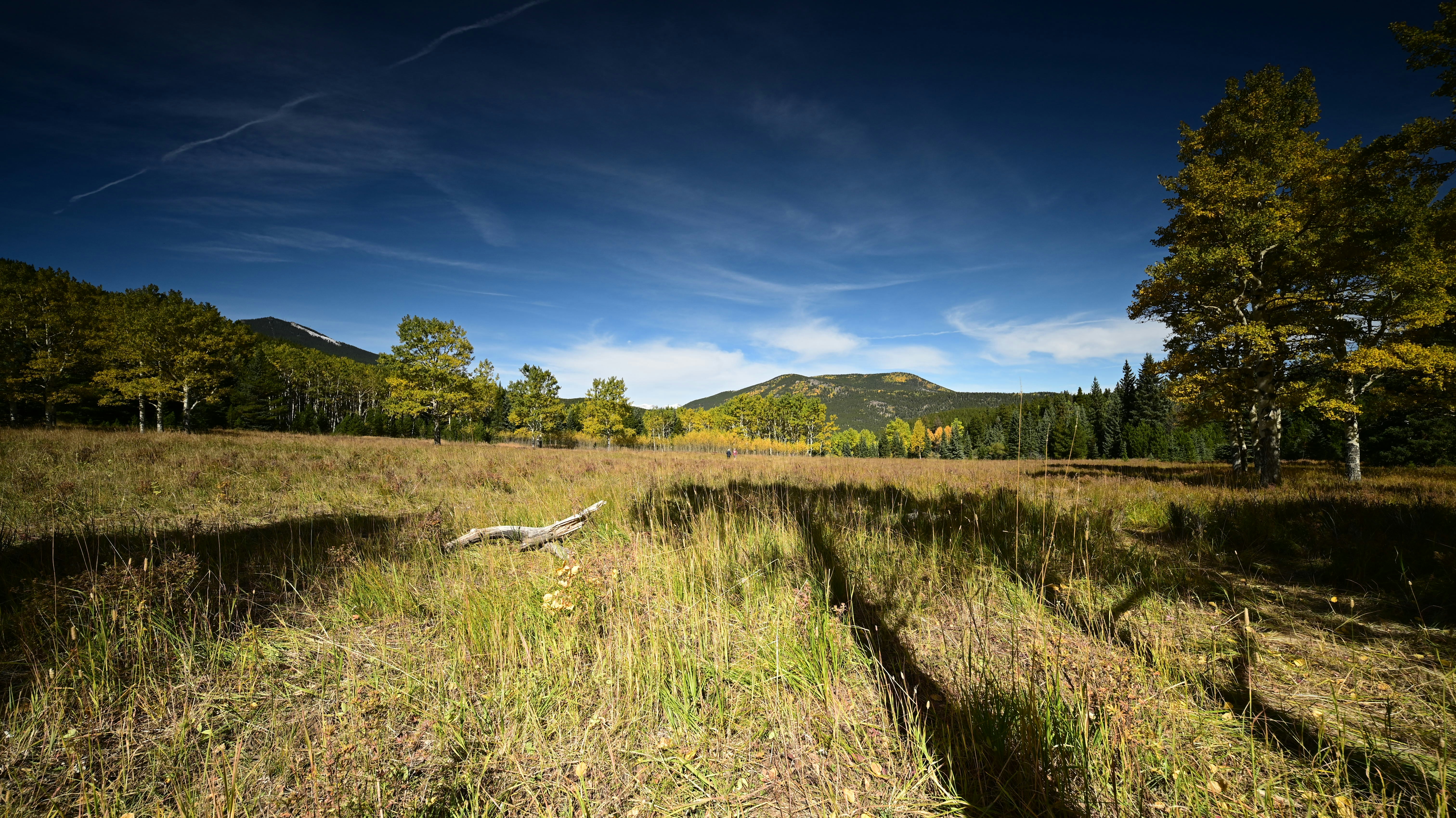 Whispers of Autumn: A Meadow's Embrace