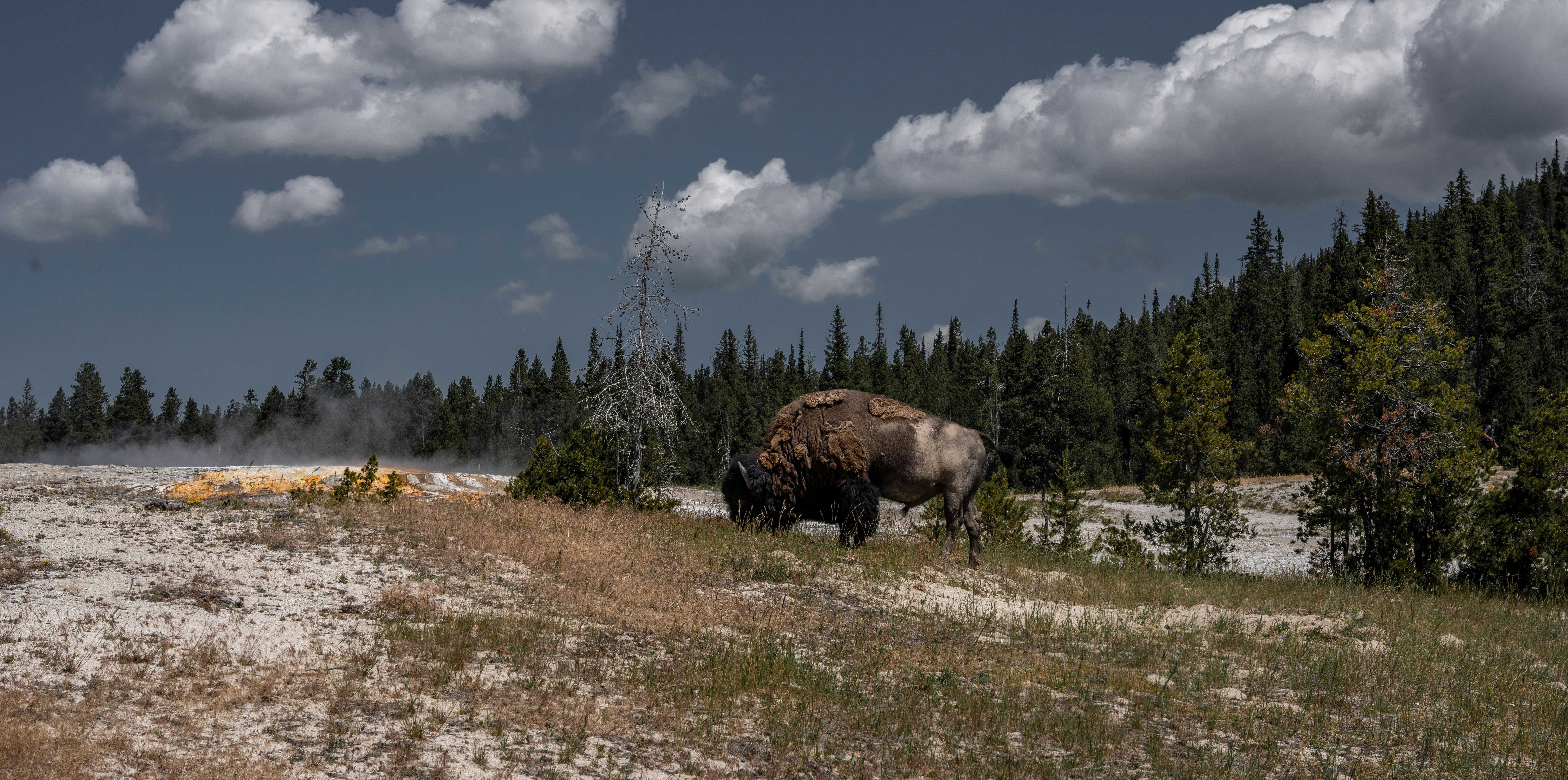 @banarasi_guy Yellowstone park | Bison grazing in a grassy field with trees.