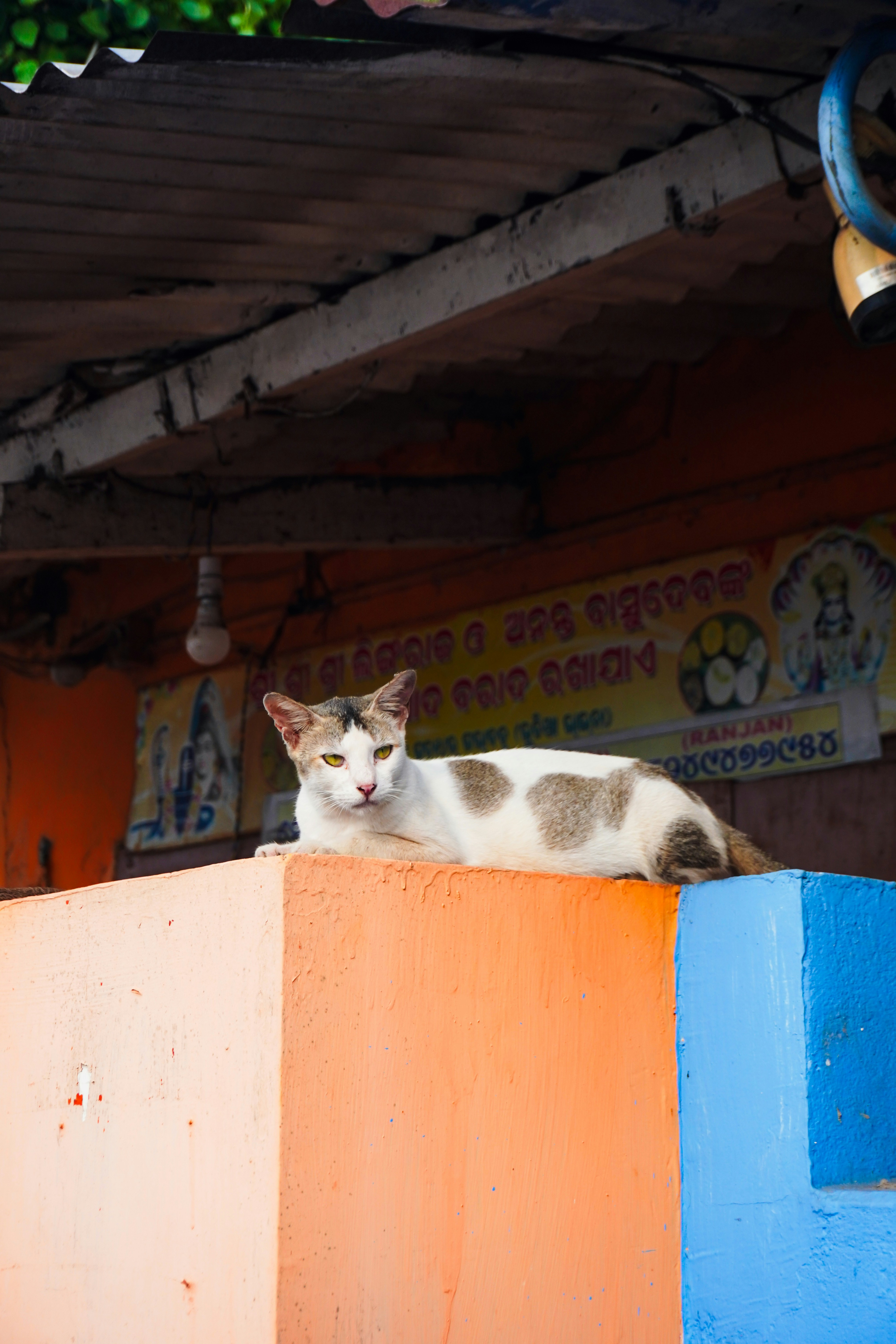 Urban Serenity: The Cat on the Colorful Perch