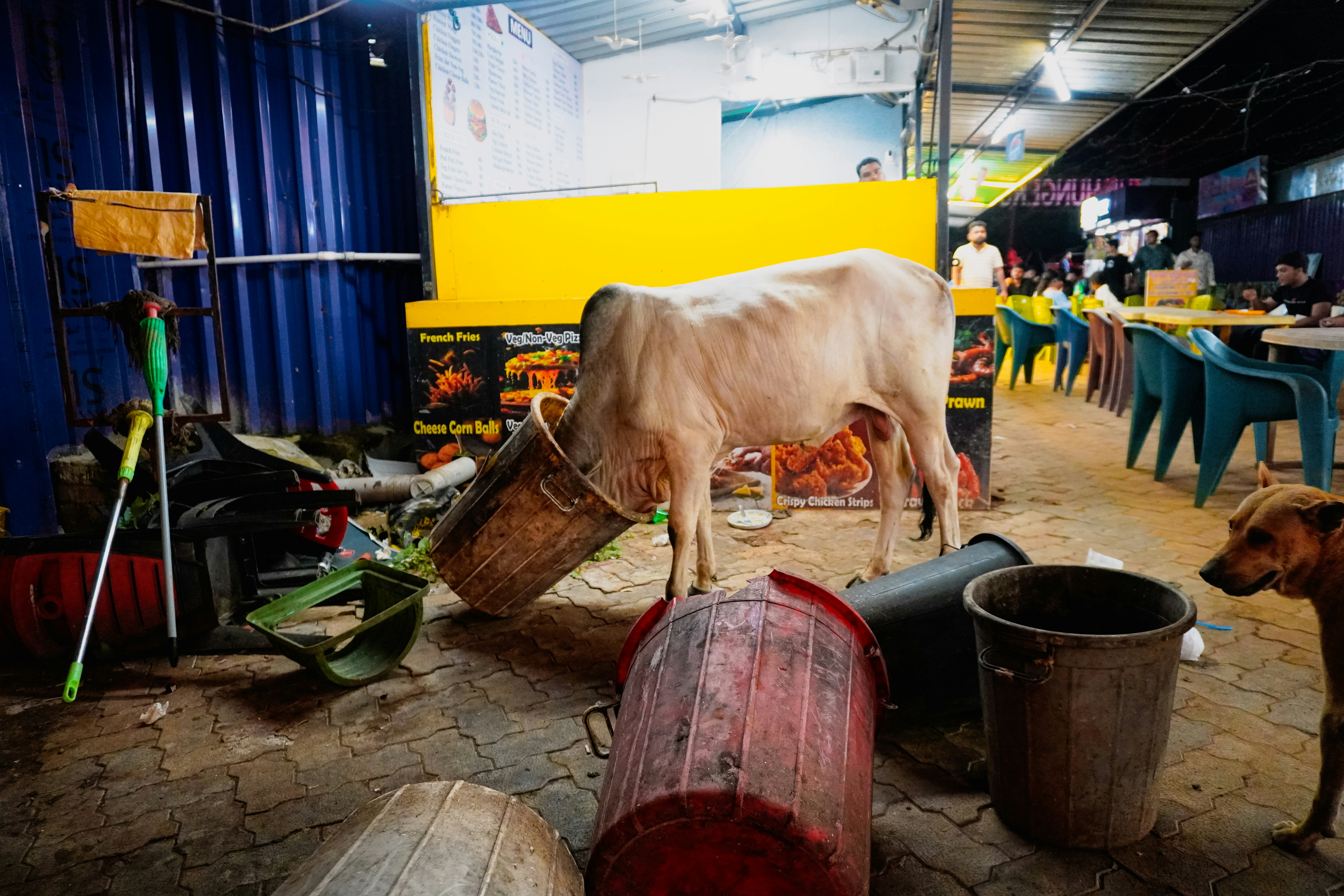 Urban Forager: A Cow's Quest for Dinner