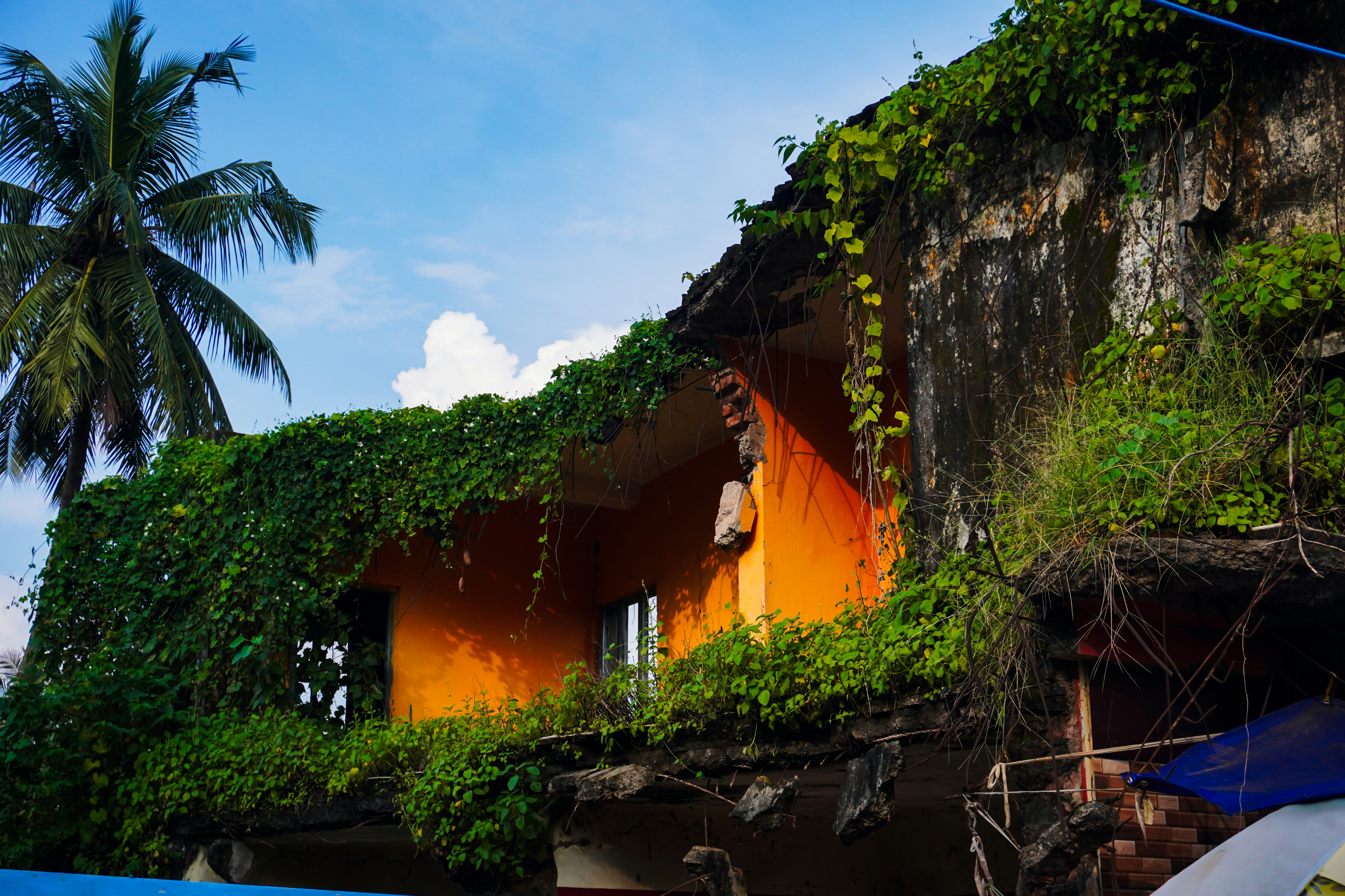 Nature's Embrace: A Ruined Sanctuary