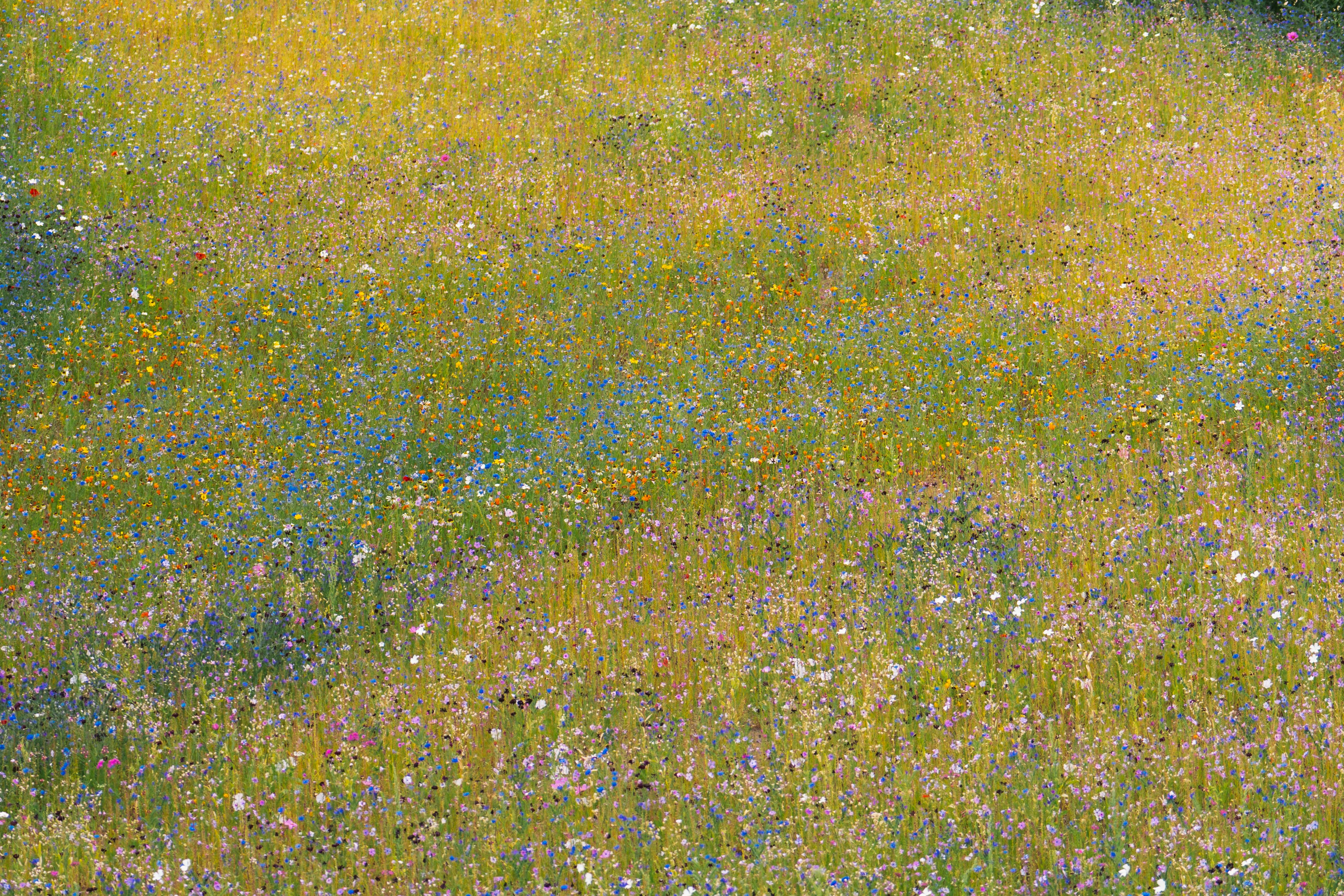Whispers of a Wildflower Meadow