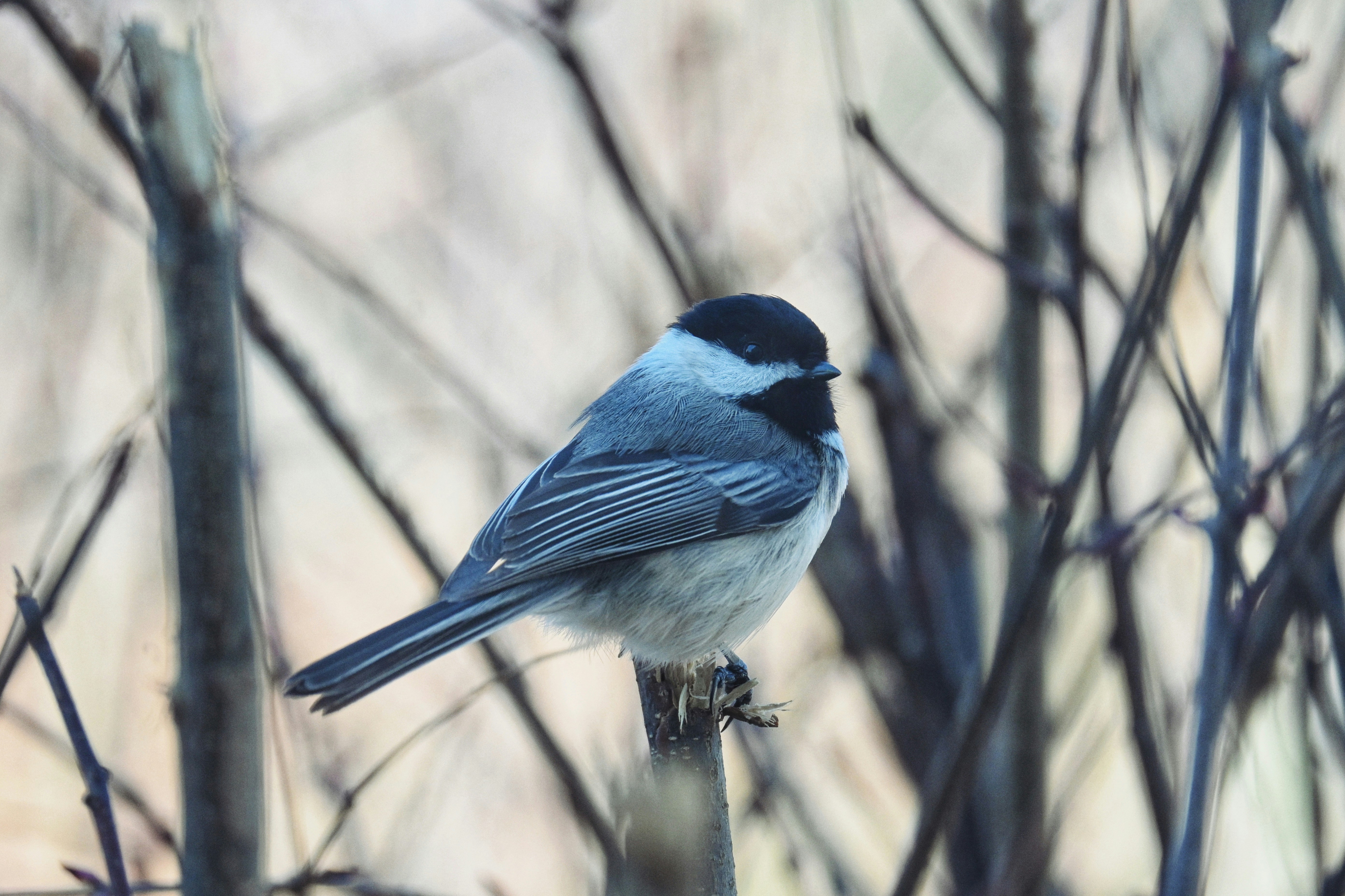Whispers of Winter: A Chickadee's Solitude