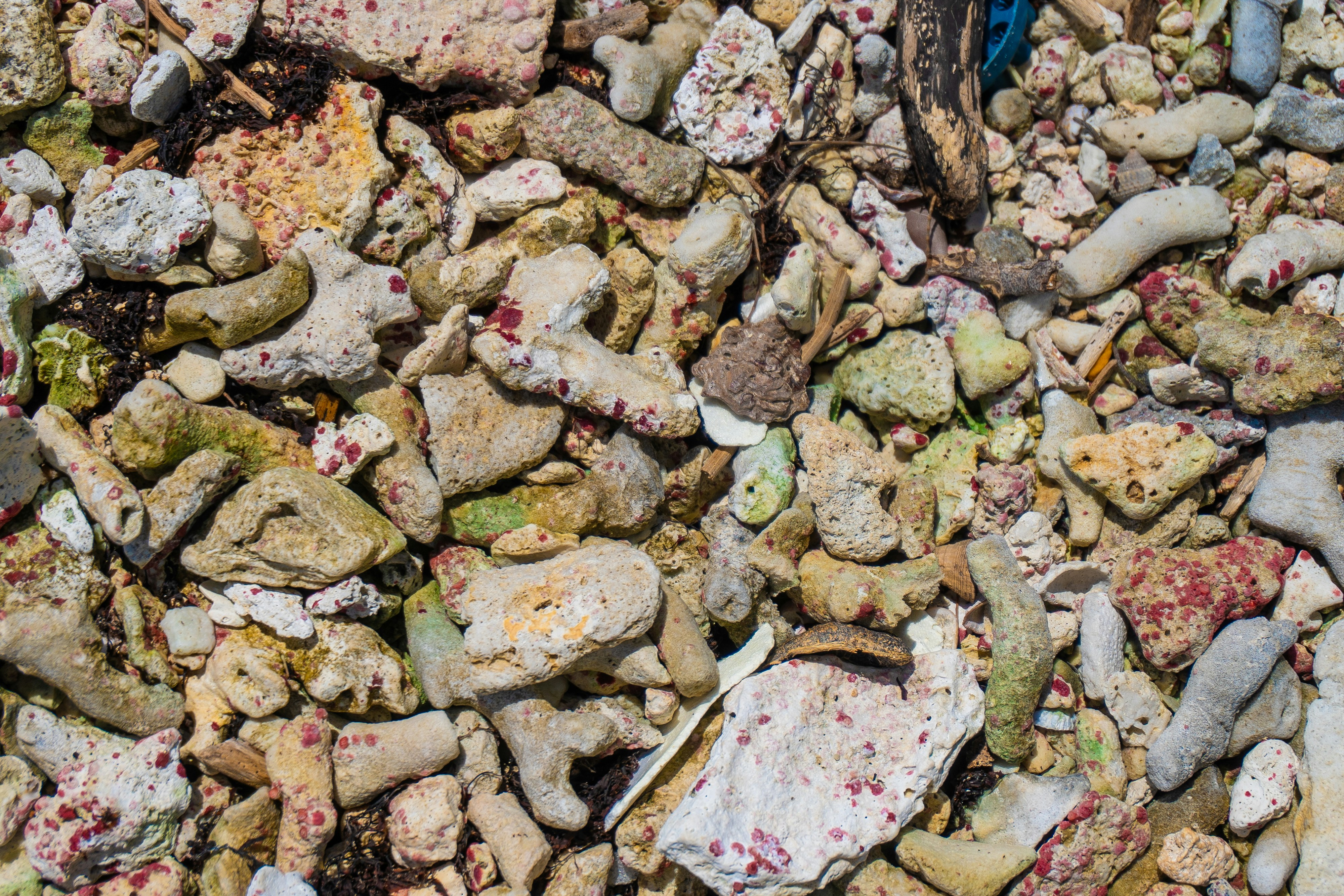 A pile of colorful coral fragments on a beach