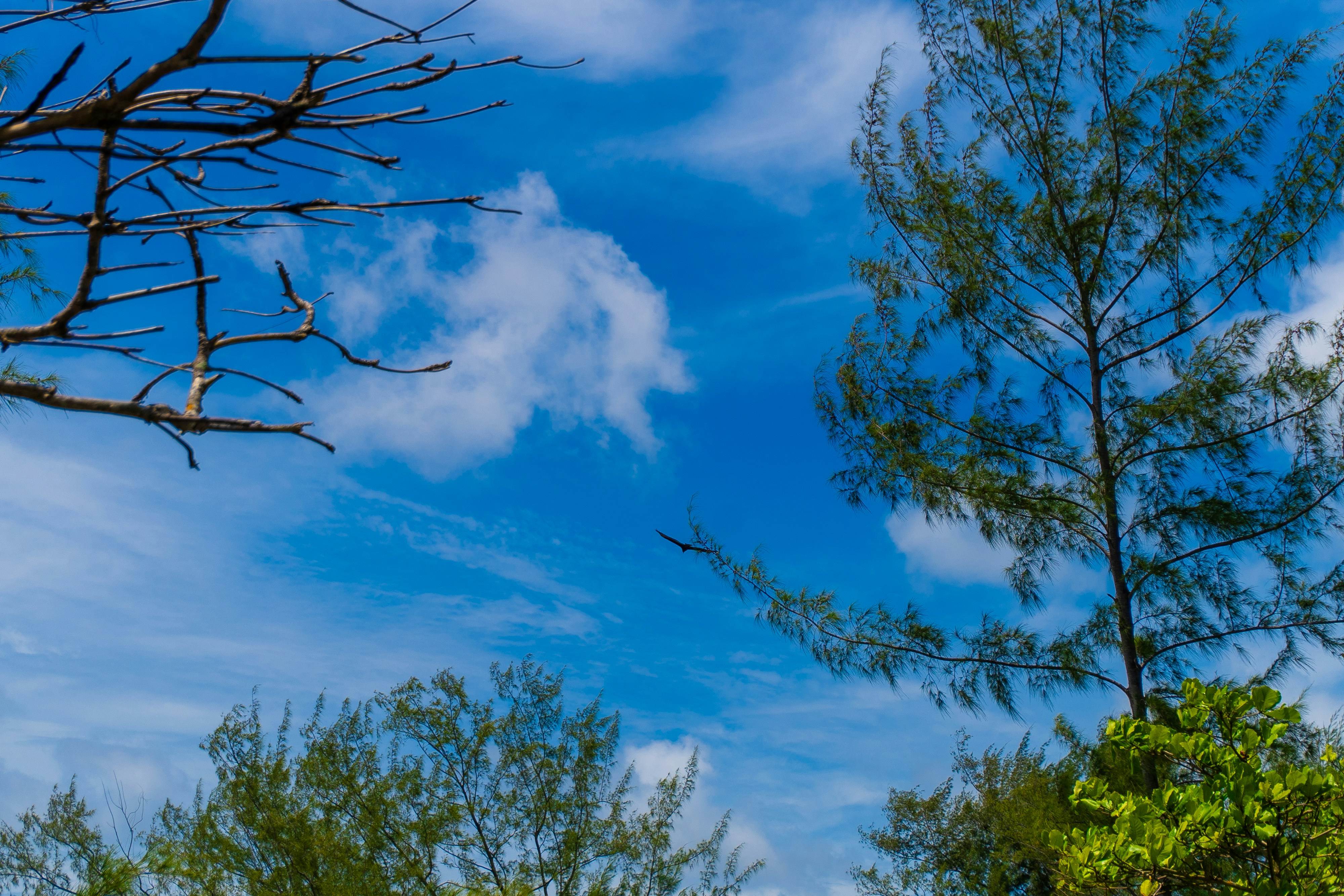 Skybound Canopy: A Quiet Moment Above the Trees