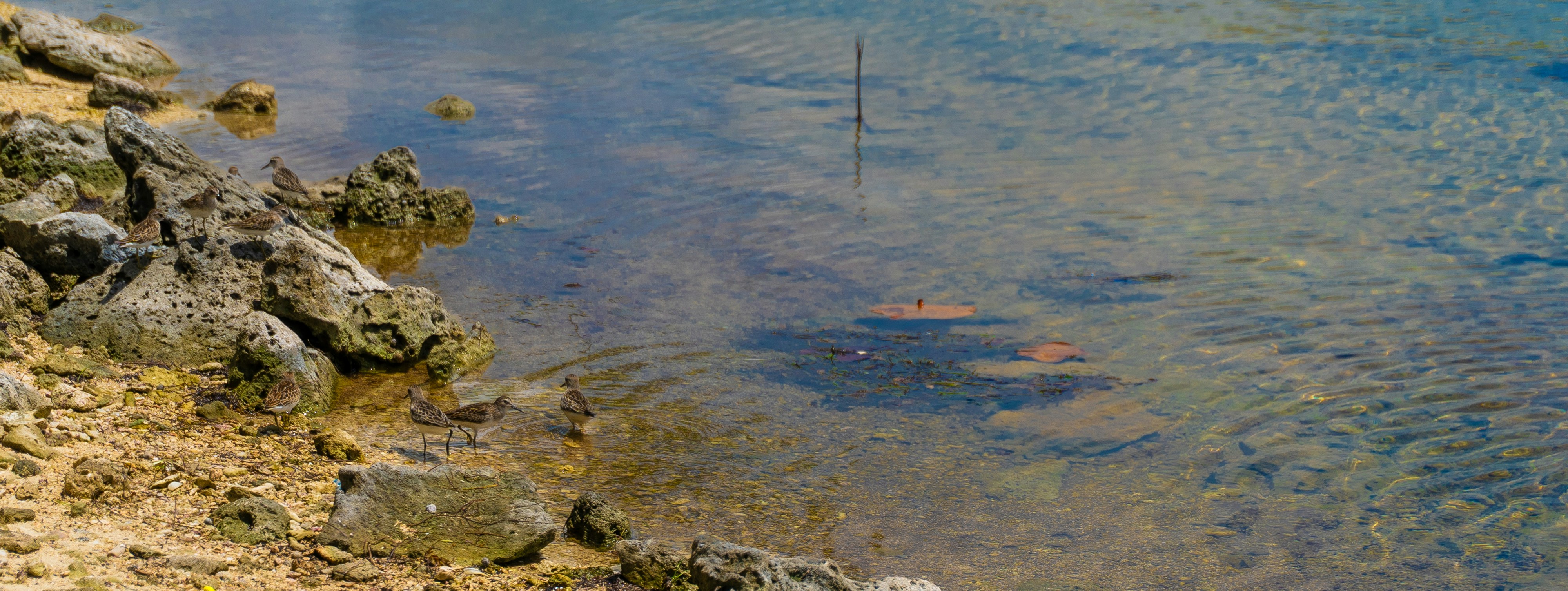 Lone Post in a Glassy Cove: Stones and Tide