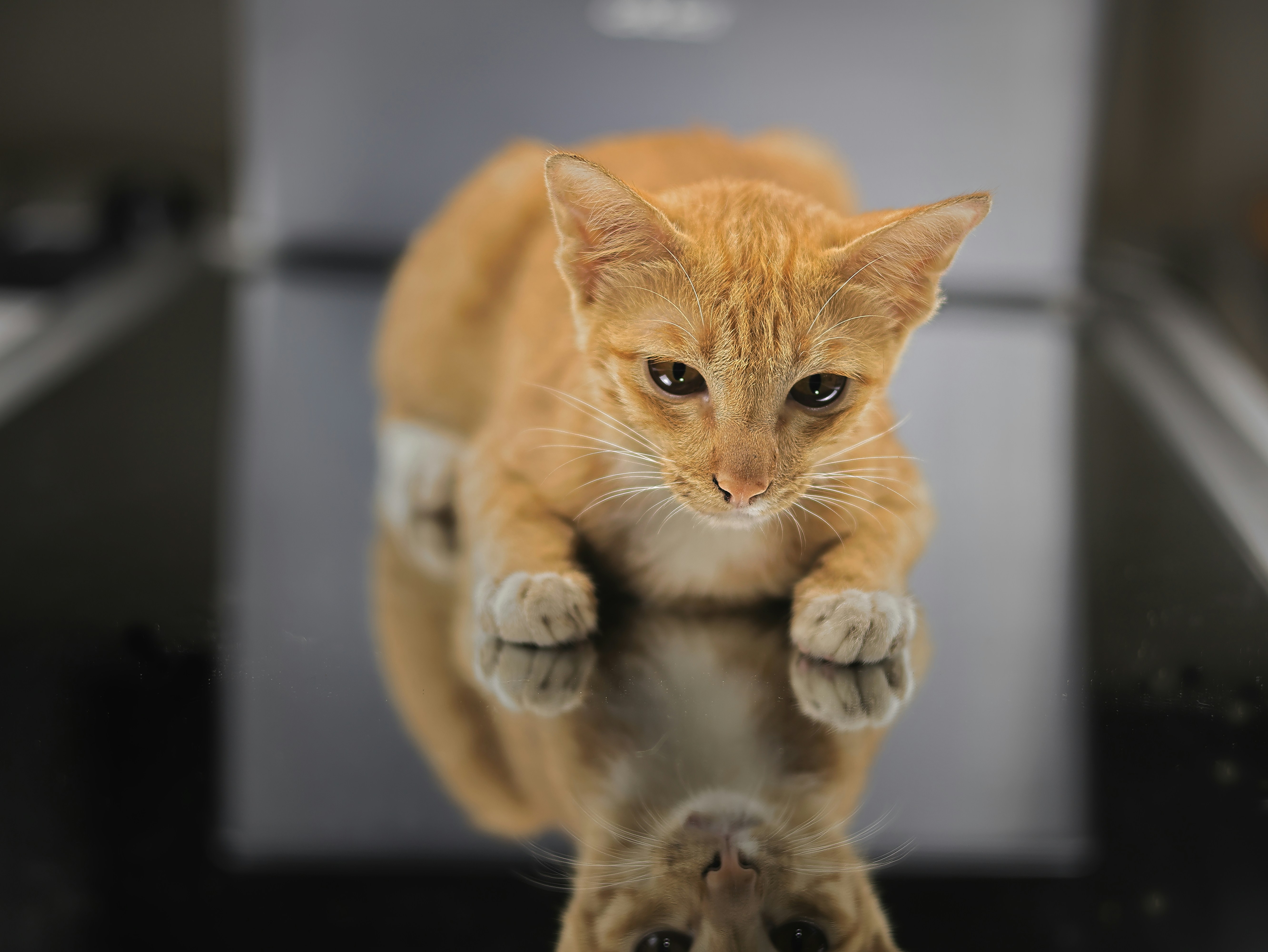 Whiskers of Curiosity: A Feline Gaze