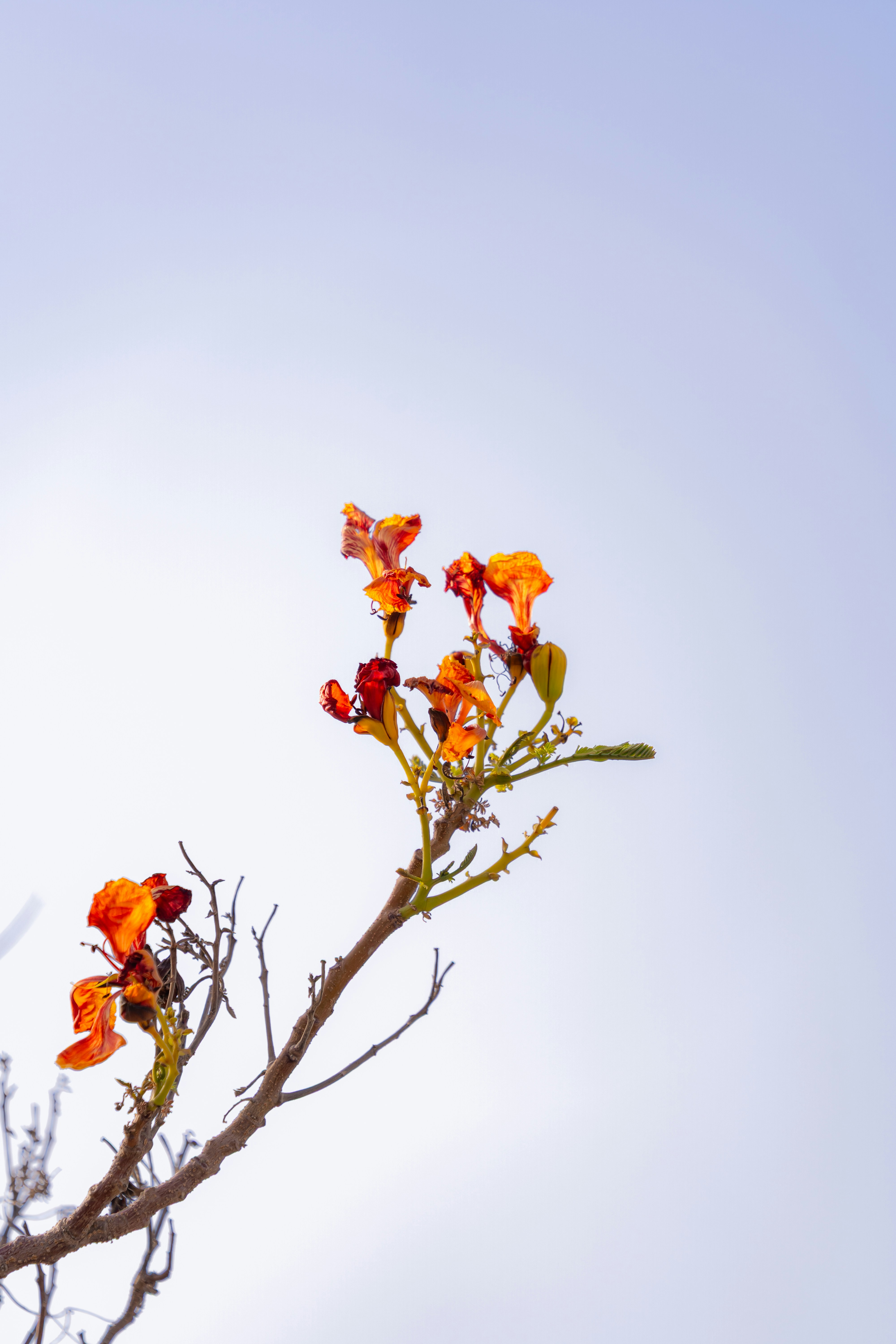 Orange flowers on a bare branch against a pale sky.