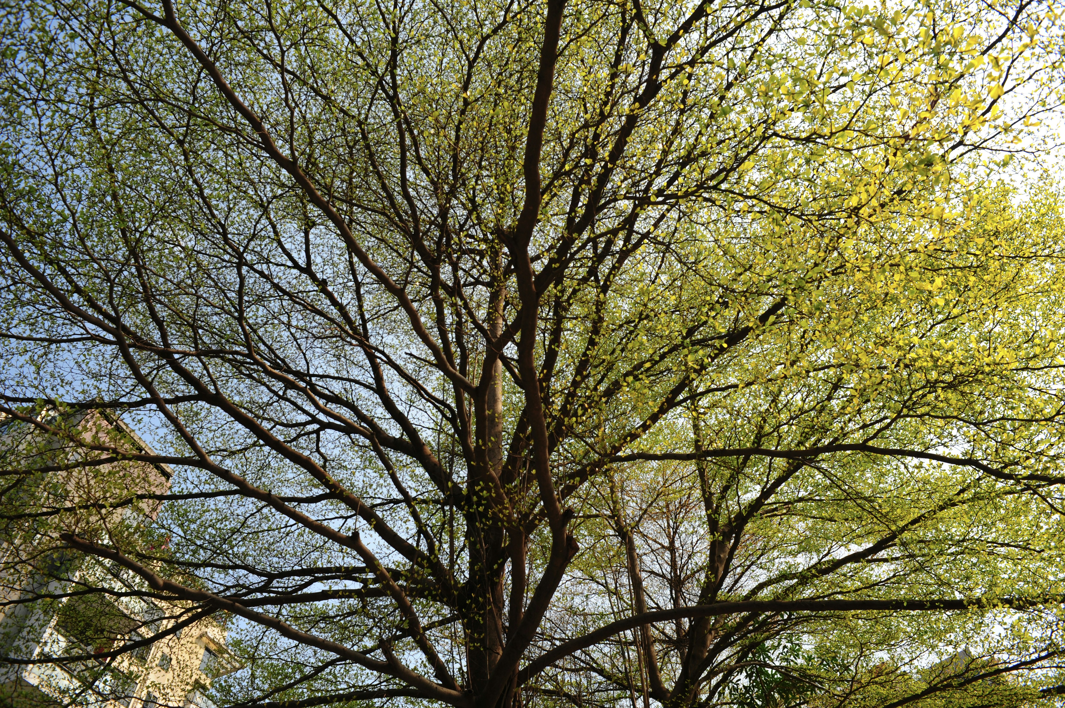 Tall tree branches with new green leaves against sky